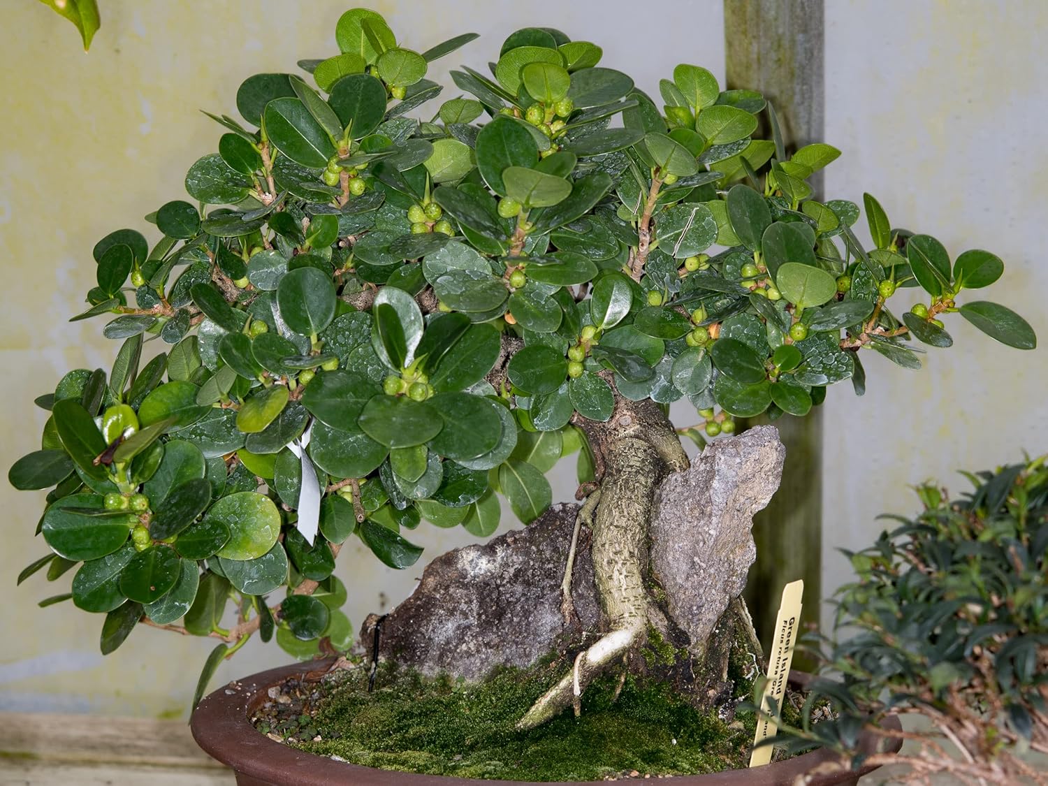 Ficus Bonsai/China Bot/ficus Panda plant Pack of 1 : Amazon.in: Garden ...