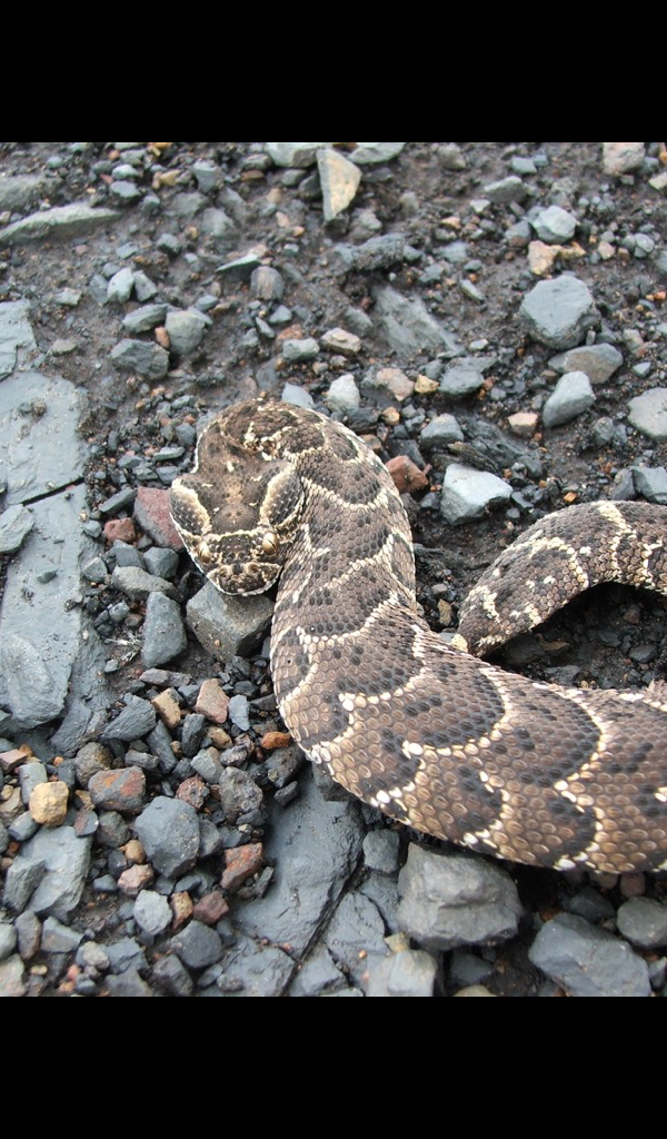 puff adder Wallpaper -- HD Wallpapers of puff adder! - App on Amazon ...