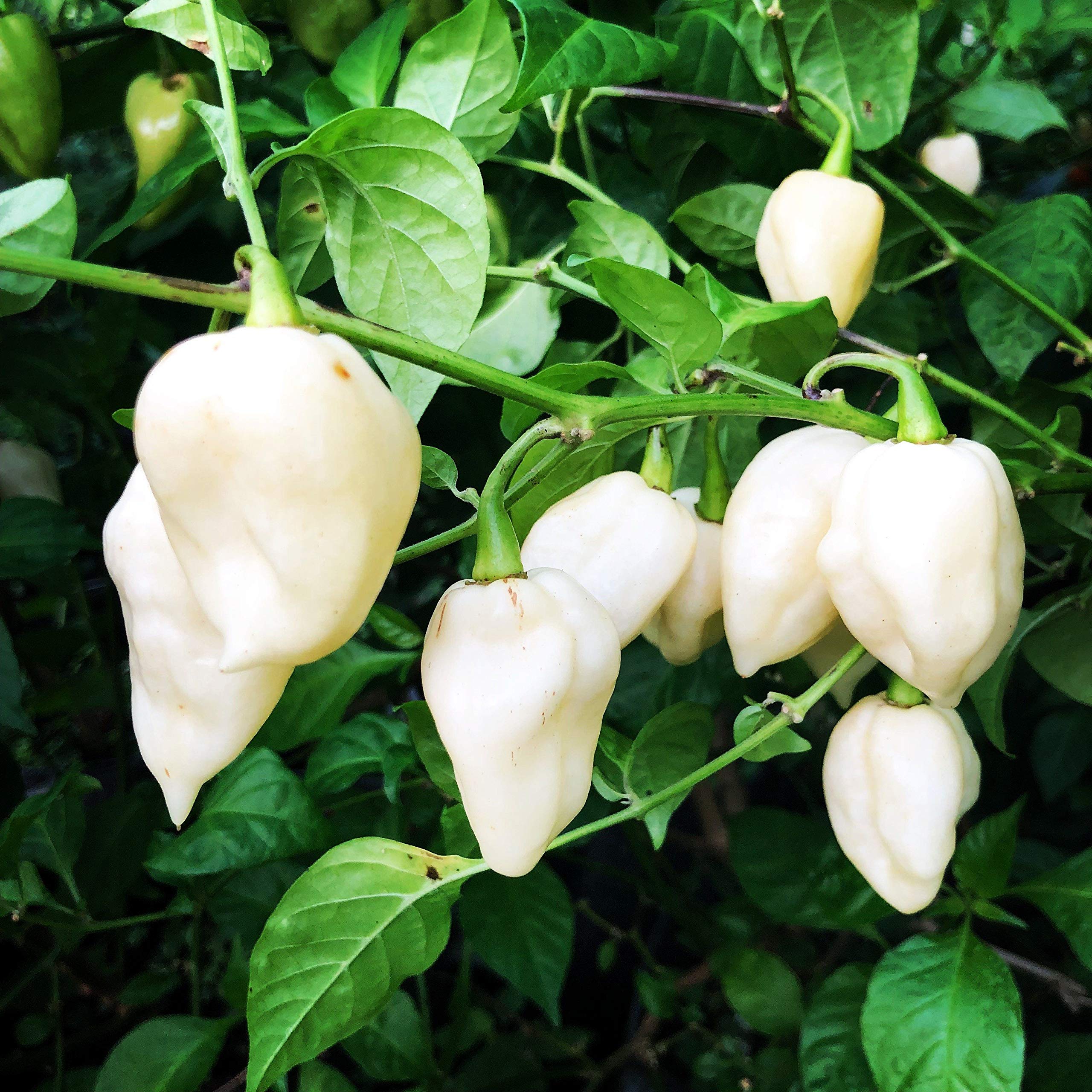 White Ghost Pepper Heat Level