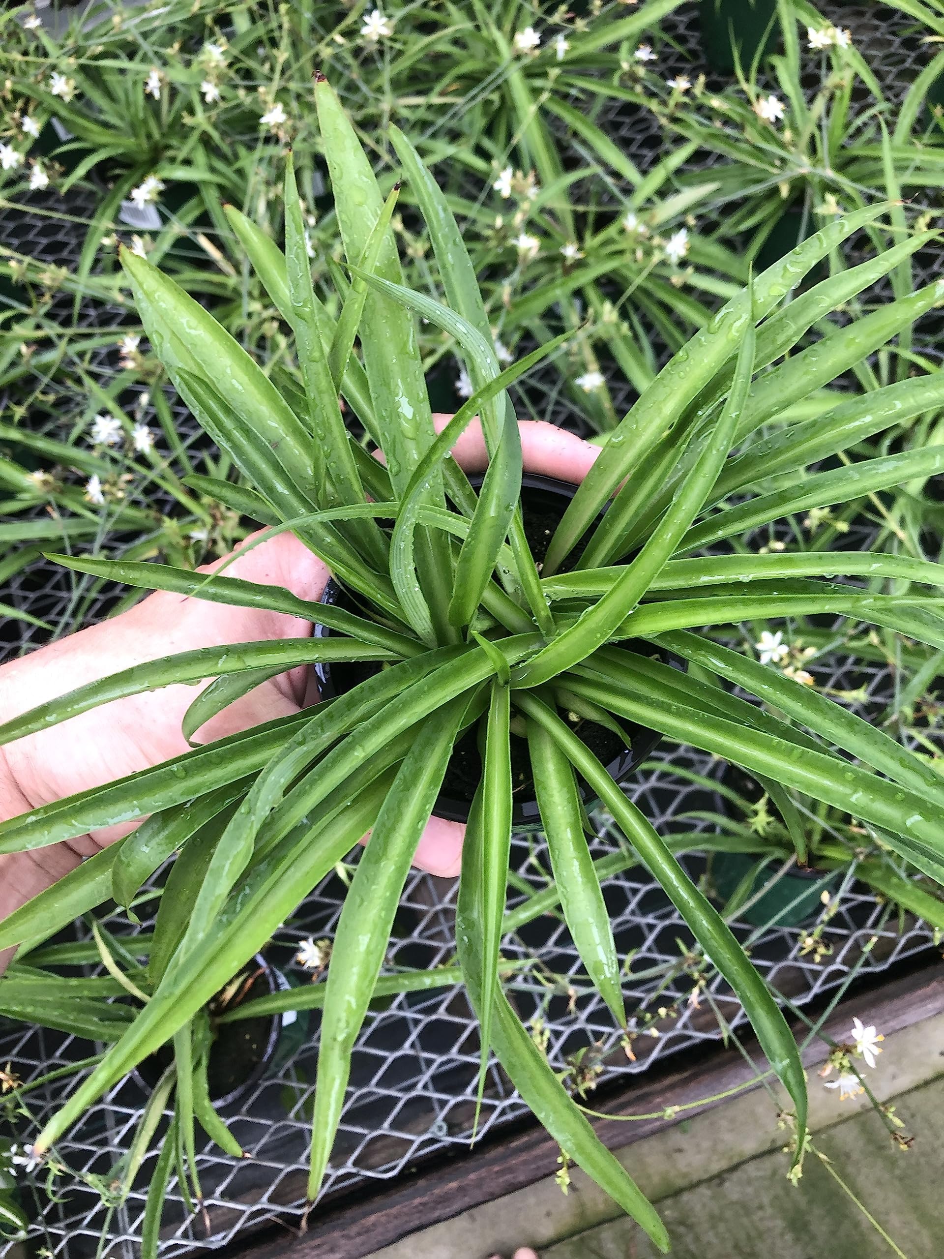 Amazon.com : Variegated Spider Plant, Bare Root Starter Plant Live ...