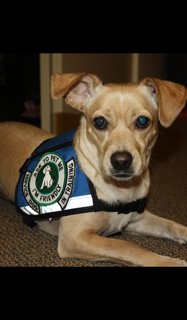 Service Dog Wallpaper -- HD Wallpapers of Service Dogs! - App on Amazon ...