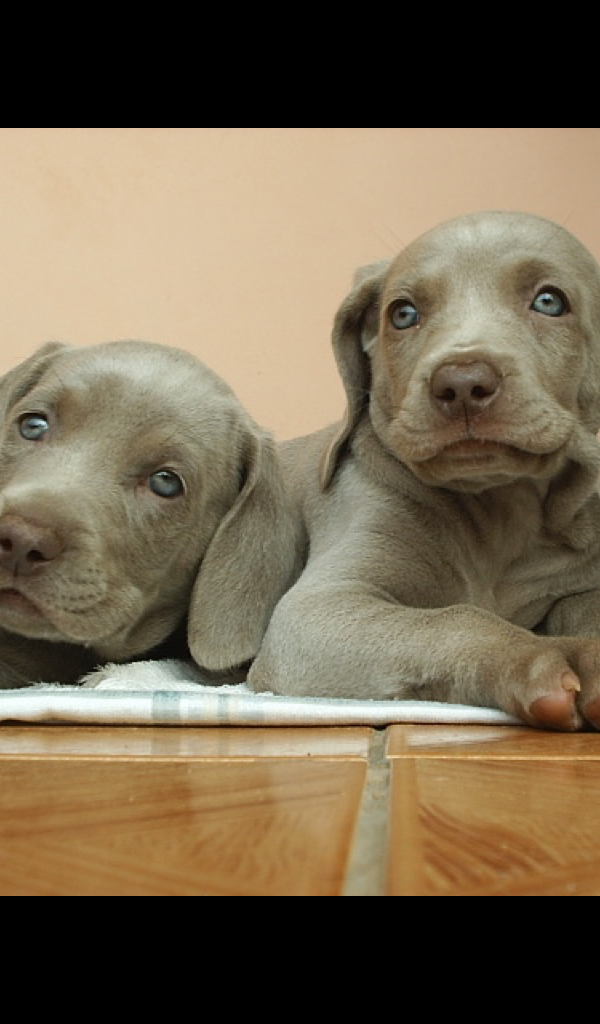 Weimaraner Wallpaper -- HD Wallpapers of Weimaraner! - App on Amazon ...