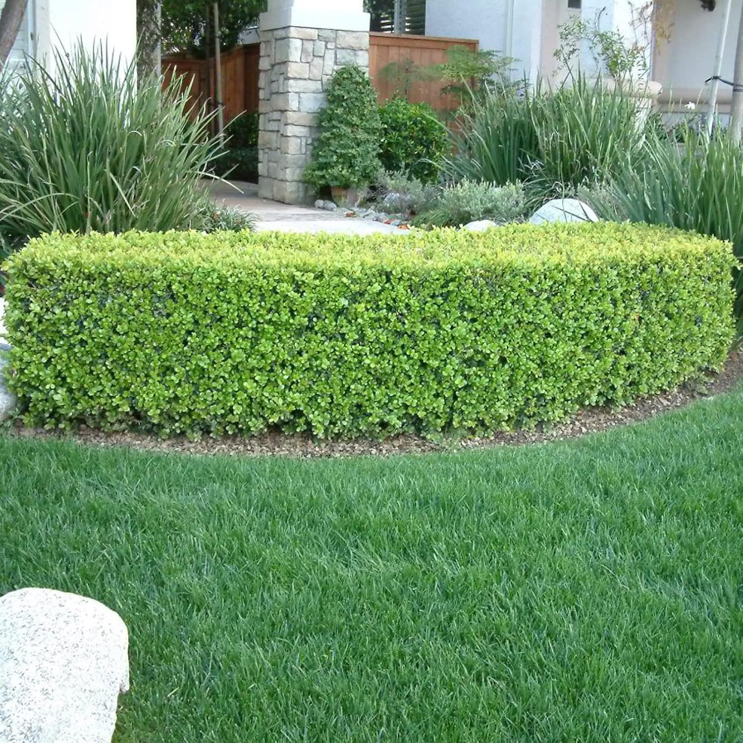 Amazon.com: Japanese Boxwood Seeds Buxus Microphylla Broadleaf ...