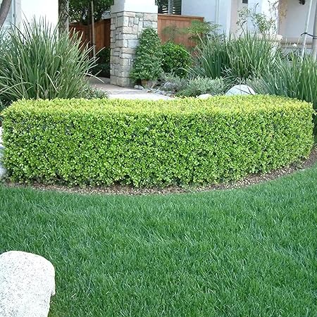 Amazon.com: Japanese Boxwood Seeds Buxus Microphylla Broadleaf ...