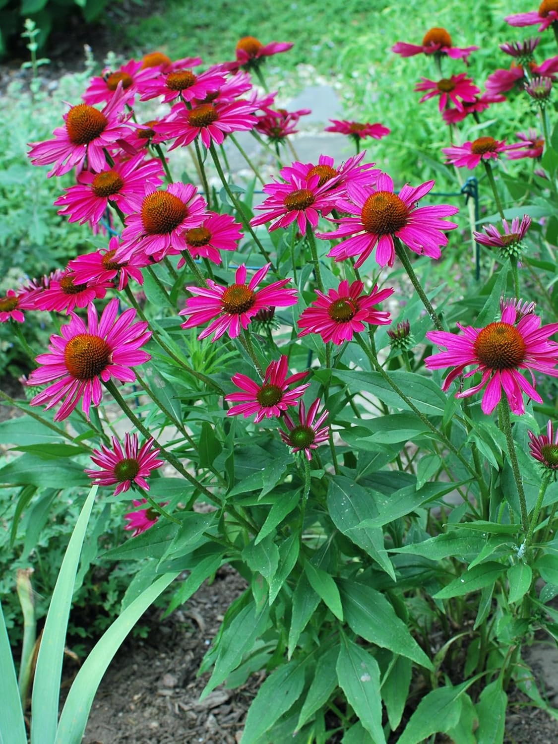 Amazon.com : Perennial Farm Echinacea Kismet® Raspberry – Live ...