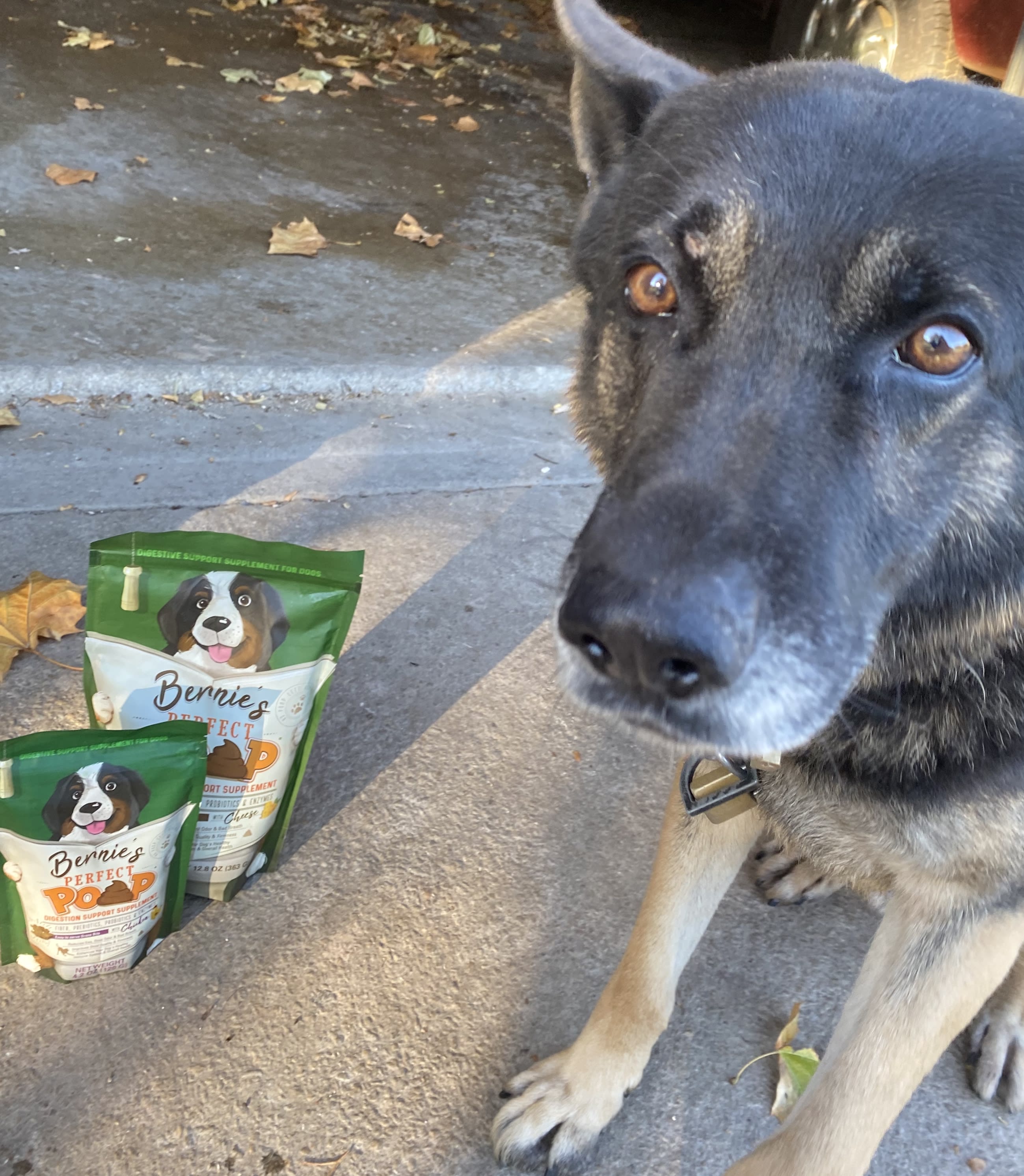 Watch Bernie's Perfect Poop is Great For Keeping Your Dog Healthy on ...