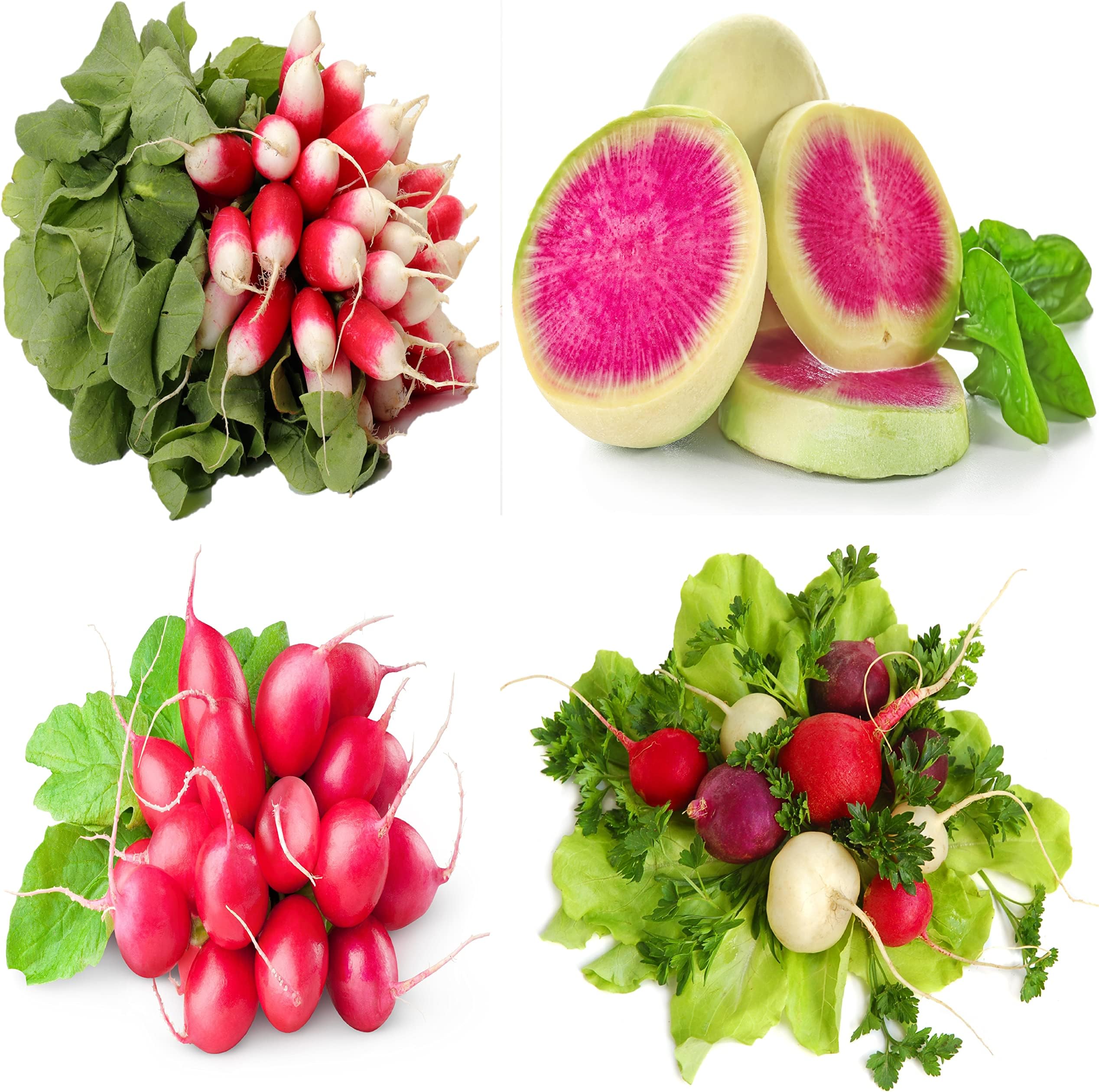 Amazon.com : Radish Seeds Collection, 4 Heirloom Non-GMO Varieties ...