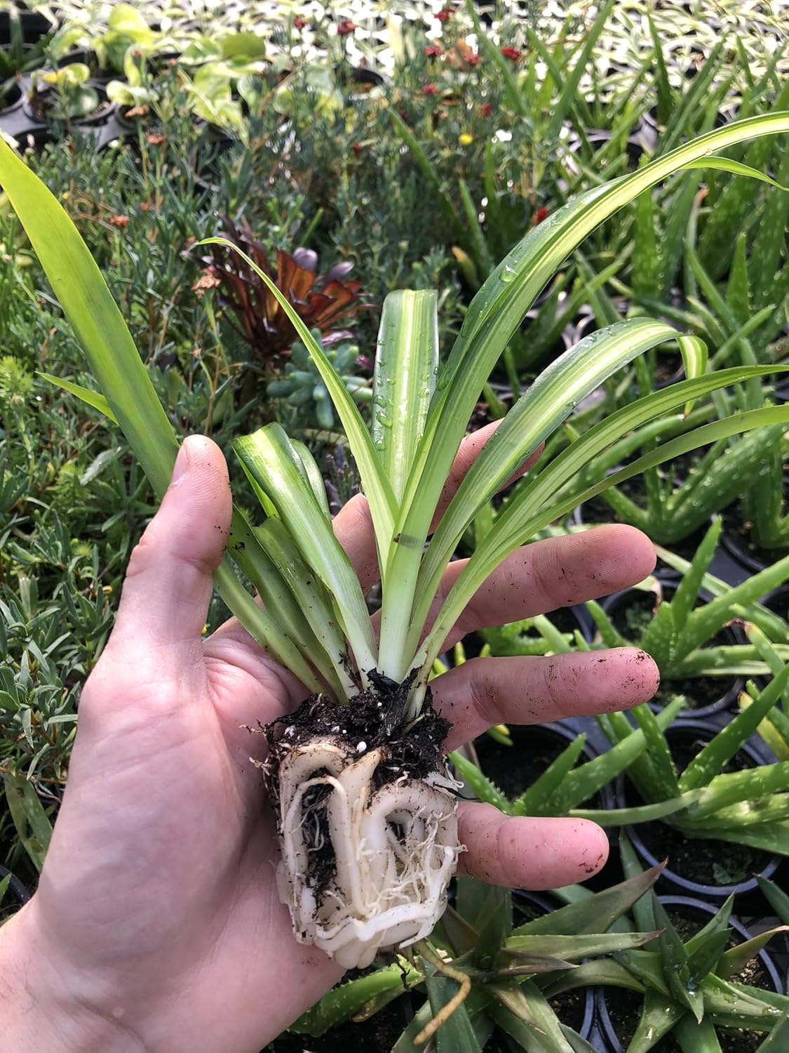 Amazon.com : Generic Hawaiian Spider Plant ~ 2 Starter Plants ~ Great ...