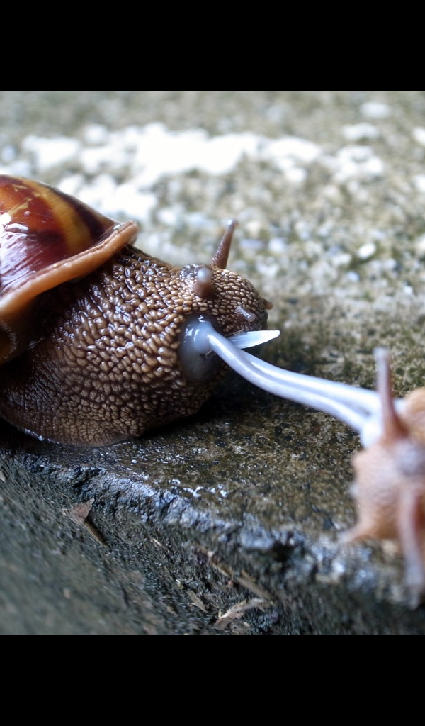cute snail Wallpaper -- HD Wallpapers of cute snails! - App on the ...