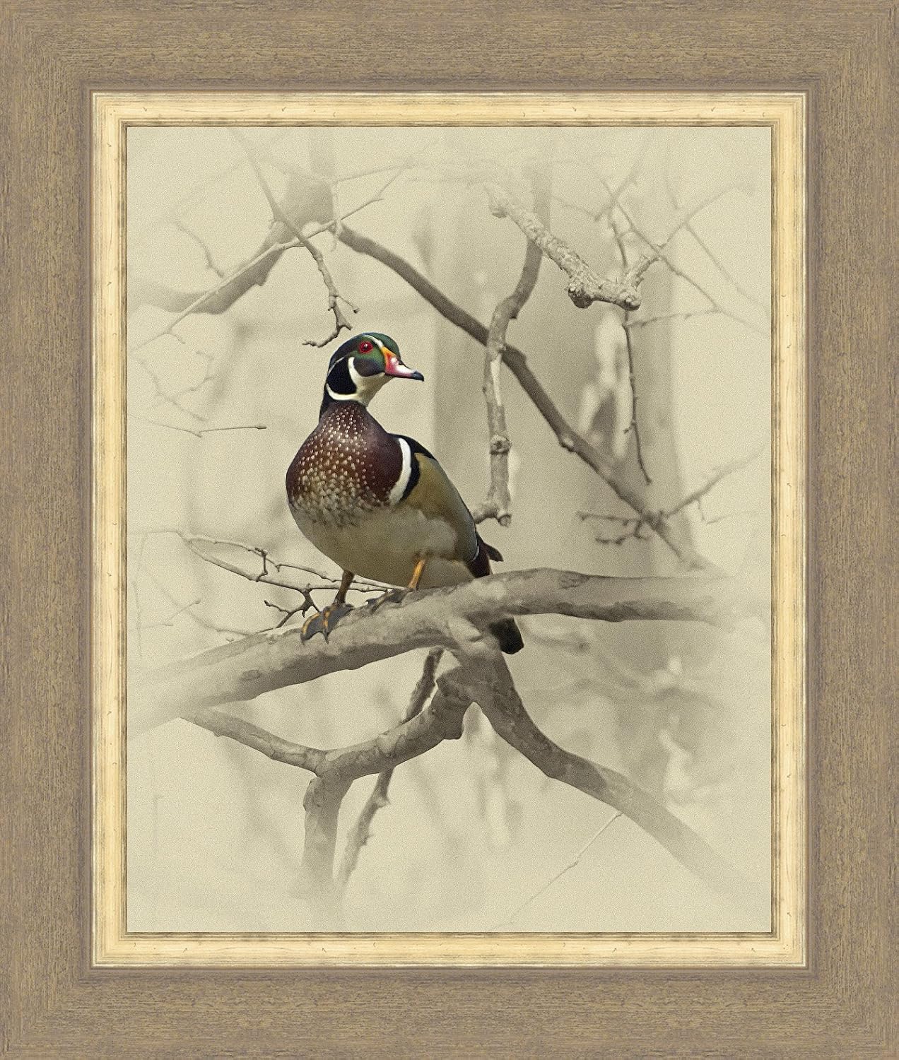 Amazon.com: Watermark Collection Male Wood Duck Framed Print: Posters ...
