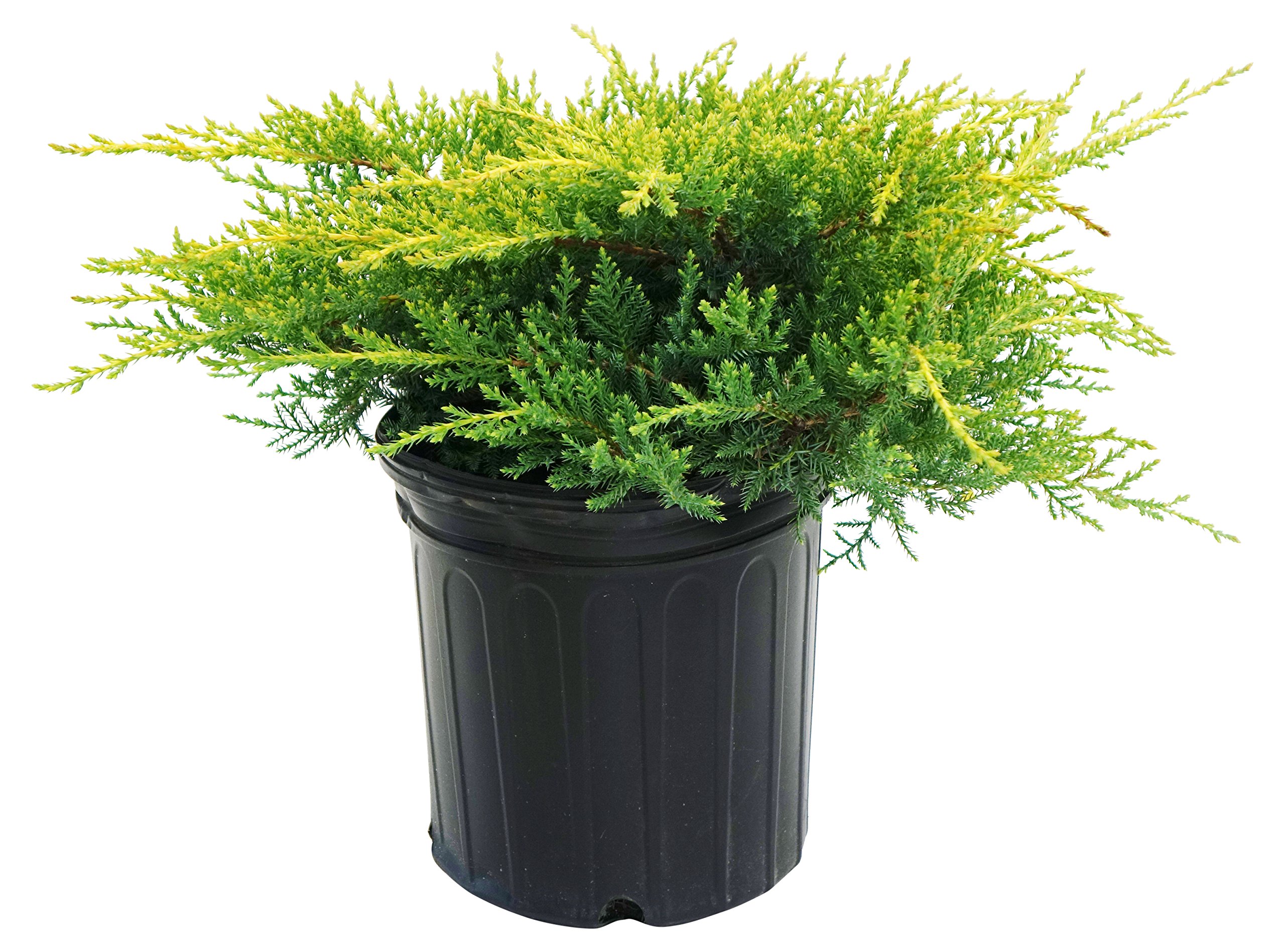 Amazon.com : Green Promise Farms JNCGST03 JNCGST Evergreen Plant, 3 ...