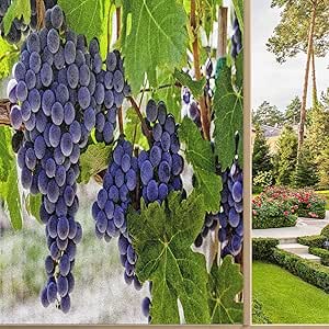 Amazon.com: Window Privacy Film Decorative France Purple Grapes ...