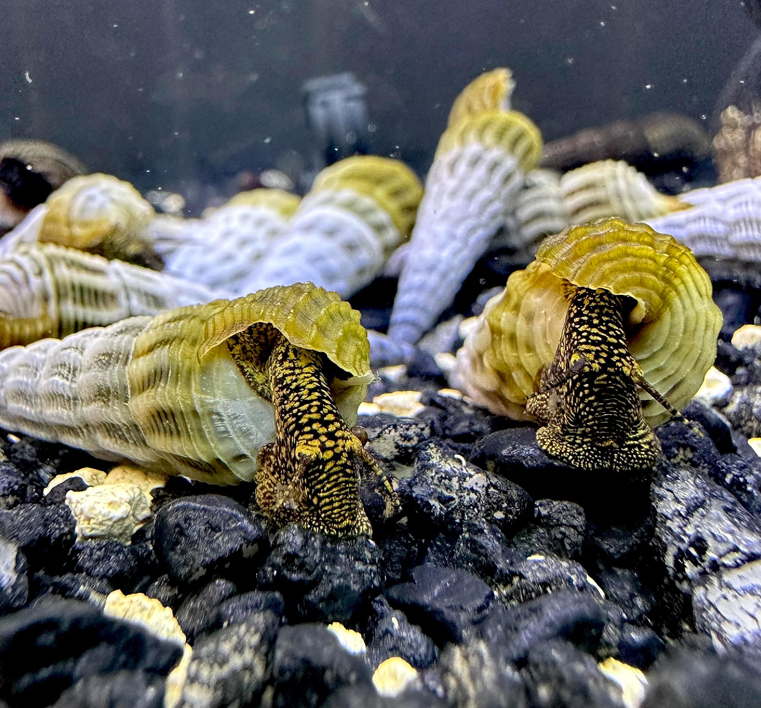 Amazon.com : Yellow Spotlight Rabbit Snail (Pack of 2) (Tylomelania sp ...