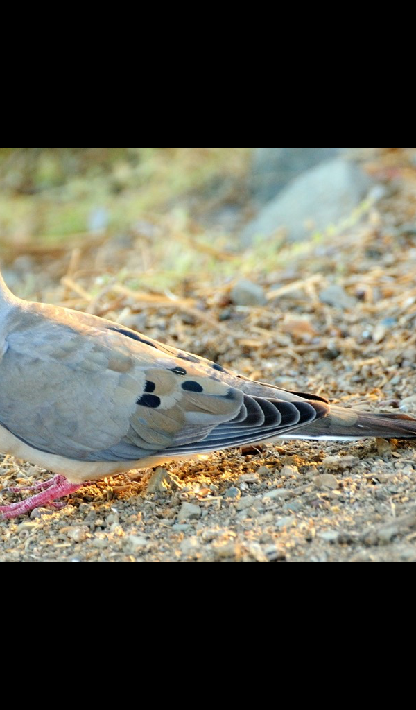 dove Wallpaper -- HD Wallpapers of doves! - App on Amazon Appstore