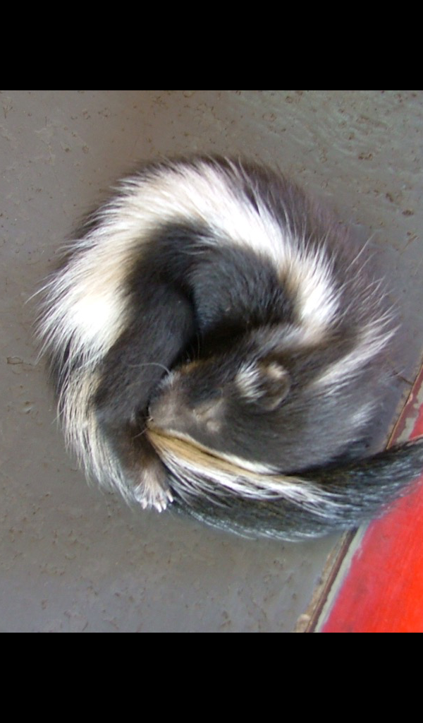 cute skunk Wallpaper -- HD Wallpapers of cute skunks! - App on Amazon ...