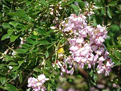 50 Gliricidia Sepium Seeds, Madre De Cacao Seeds, Nepal | Ubuy