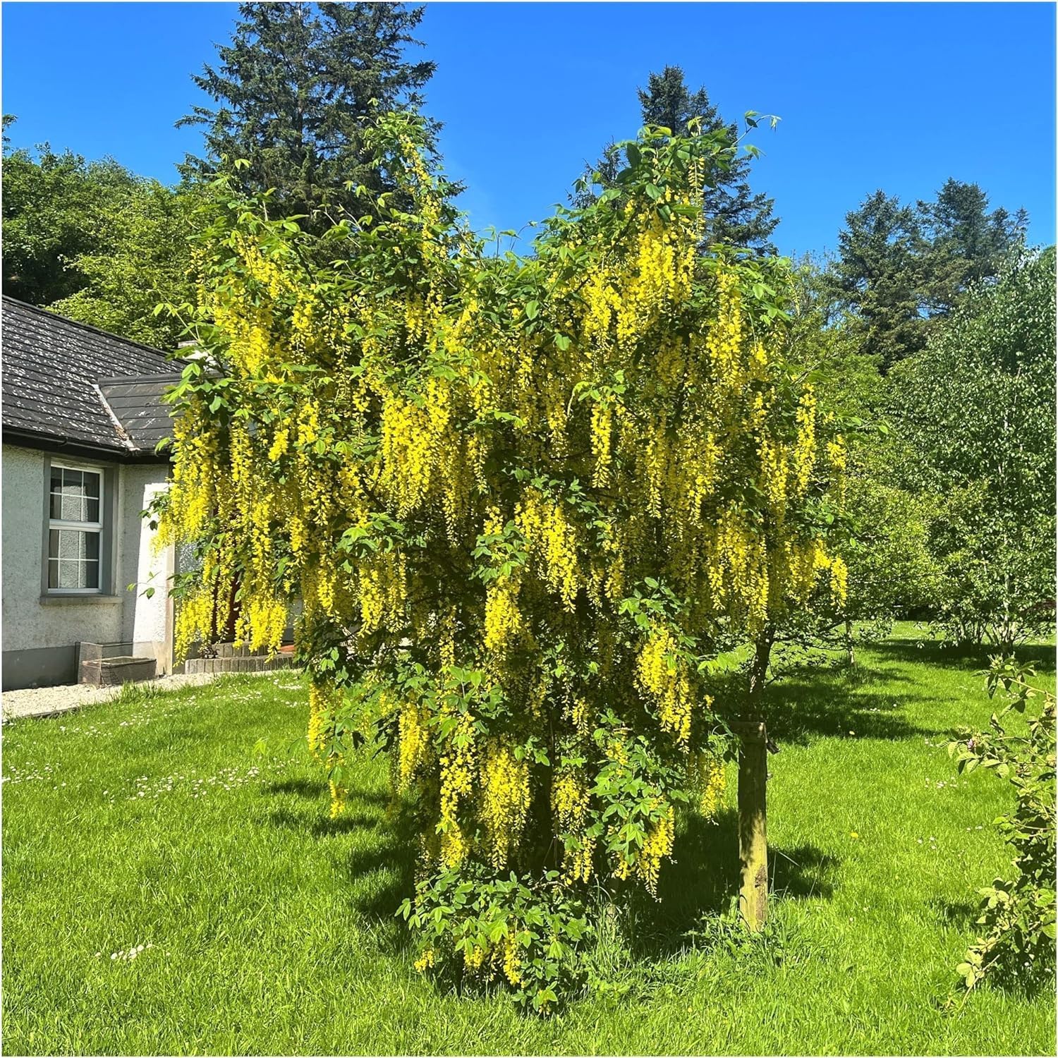 Common Laburnum Tree/Laburnum Anagyroides - Golden Chain, Golden Rain ...