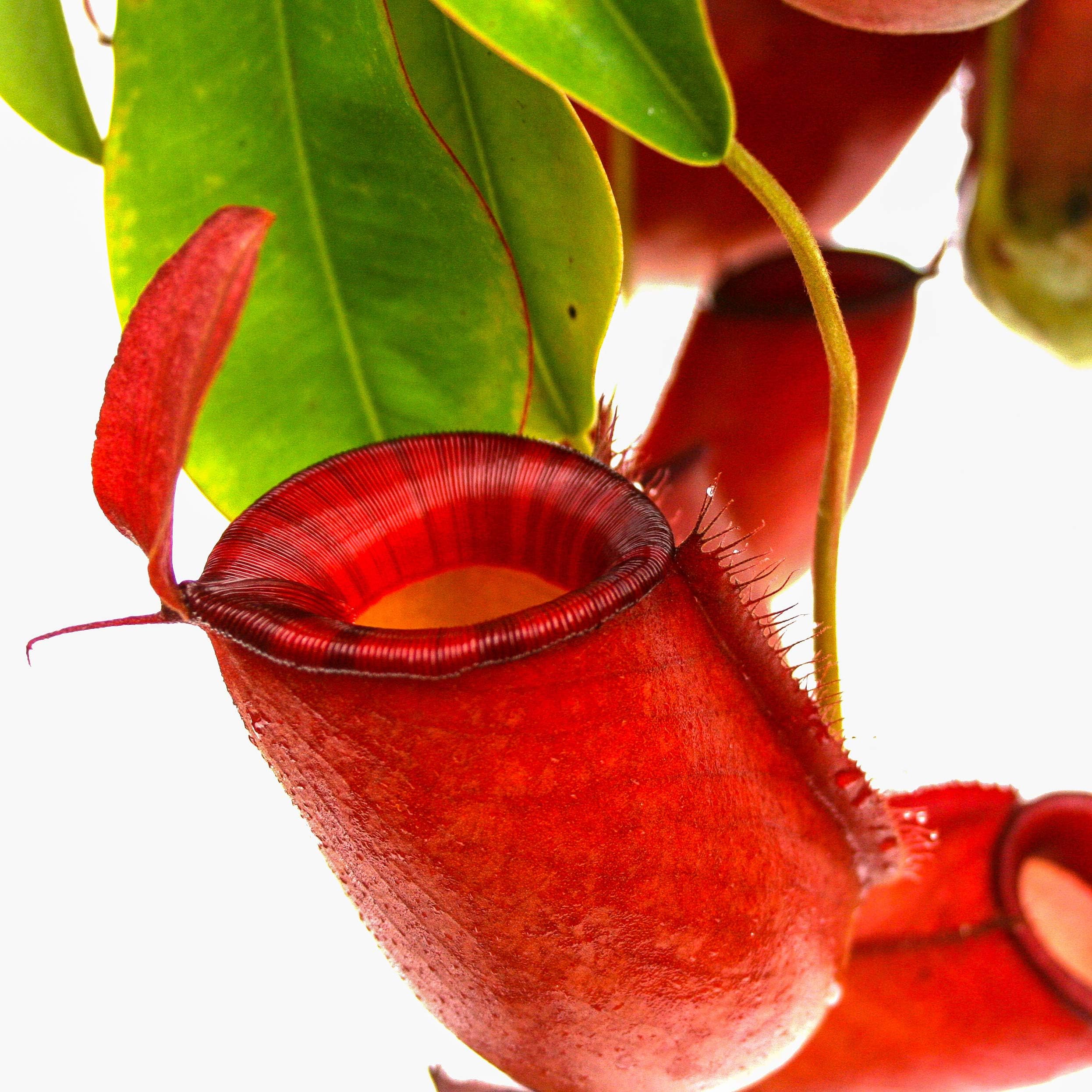 Amazon.com : Tropical Pitcher Plant - Nepenthes Diana - Carnivorous ...