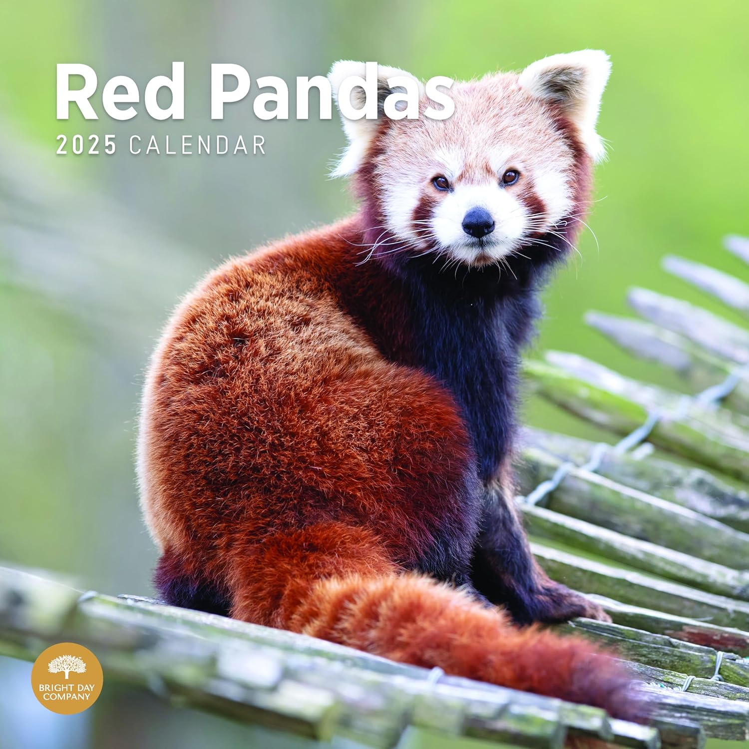 2025 Red Pandas Monthly Wall Calendar by Bright Day, 12 x 12 Inch Cute ...