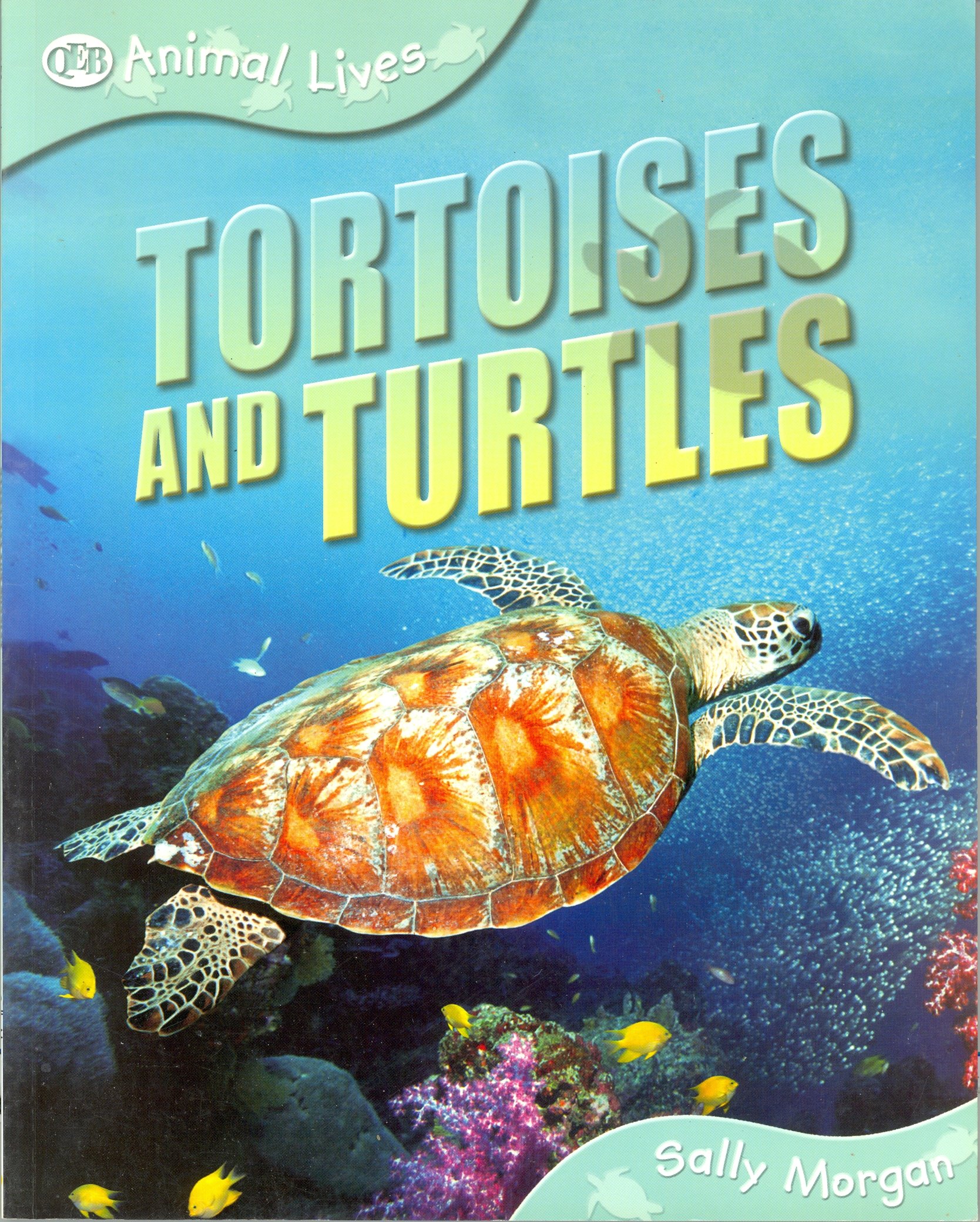 Tortoises and Turtles (Animal Lives): Morgan, Sally: 9781595664969 ...