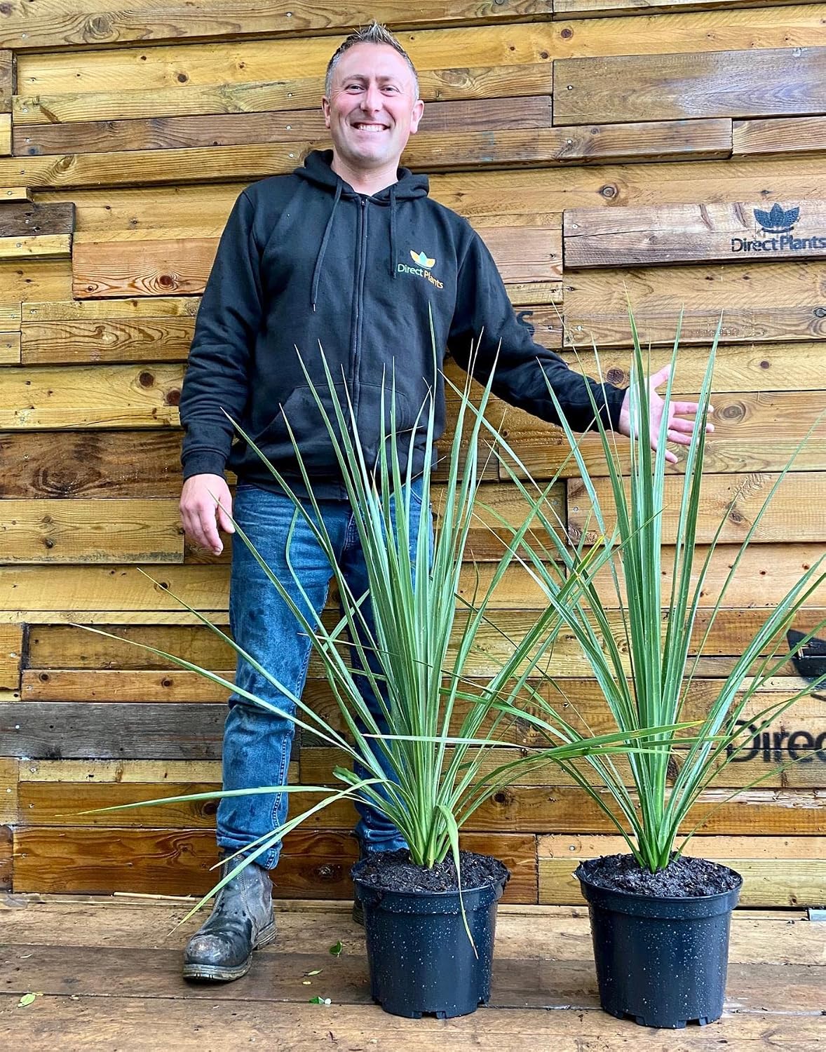 Cordyline Indivisa Palm Tree 3ft Plant in a 7.5 Litre Pot by ...