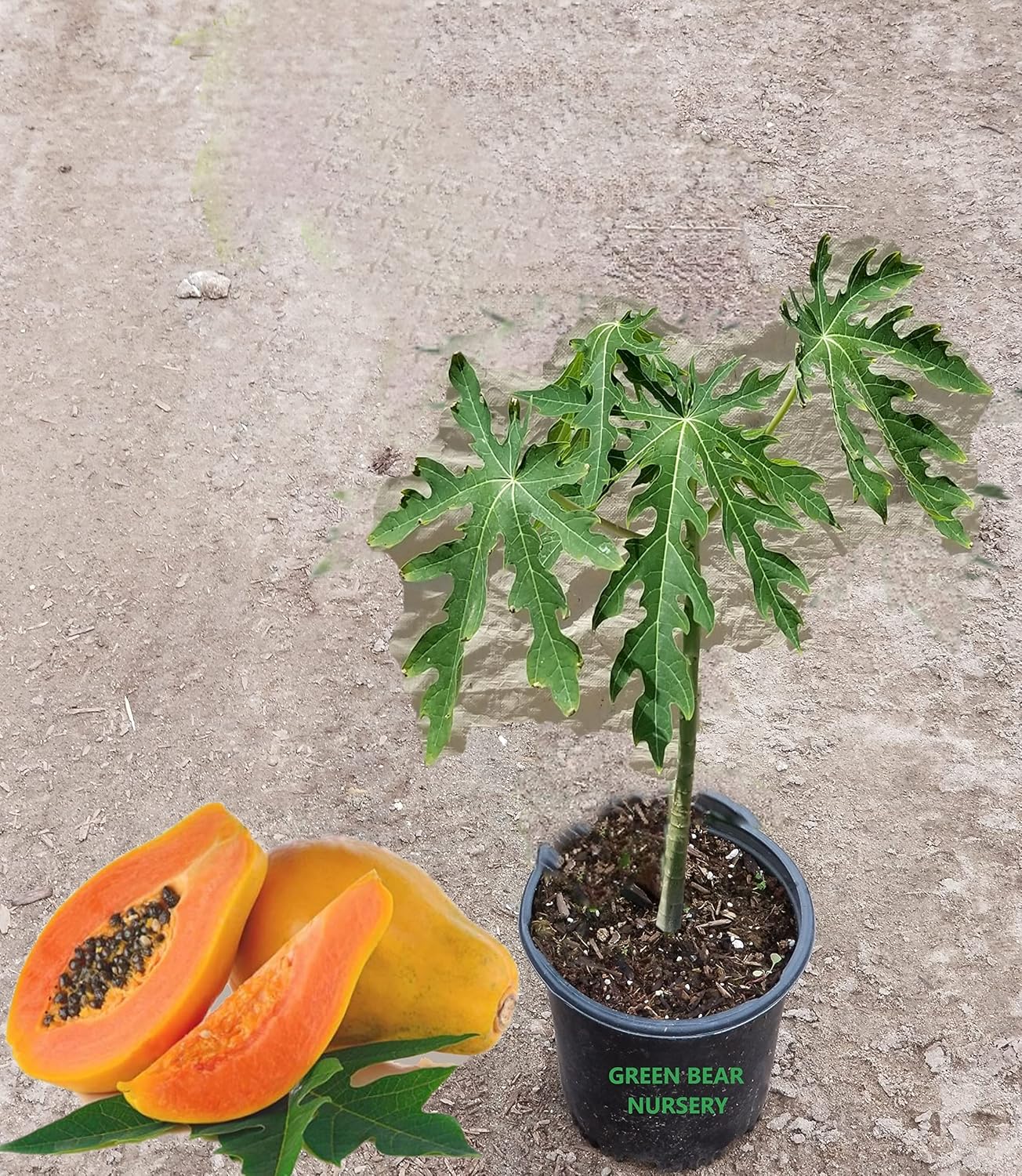 Amazon.com : Papaya Tree - South American Red Lady Strawberry Papaya ...