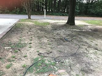 Amazon.com : Zoysia Plugs - 50 Large Grass Plugs - Drought Tolerant ...