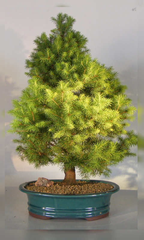 Pine Bonsai Wallpaper