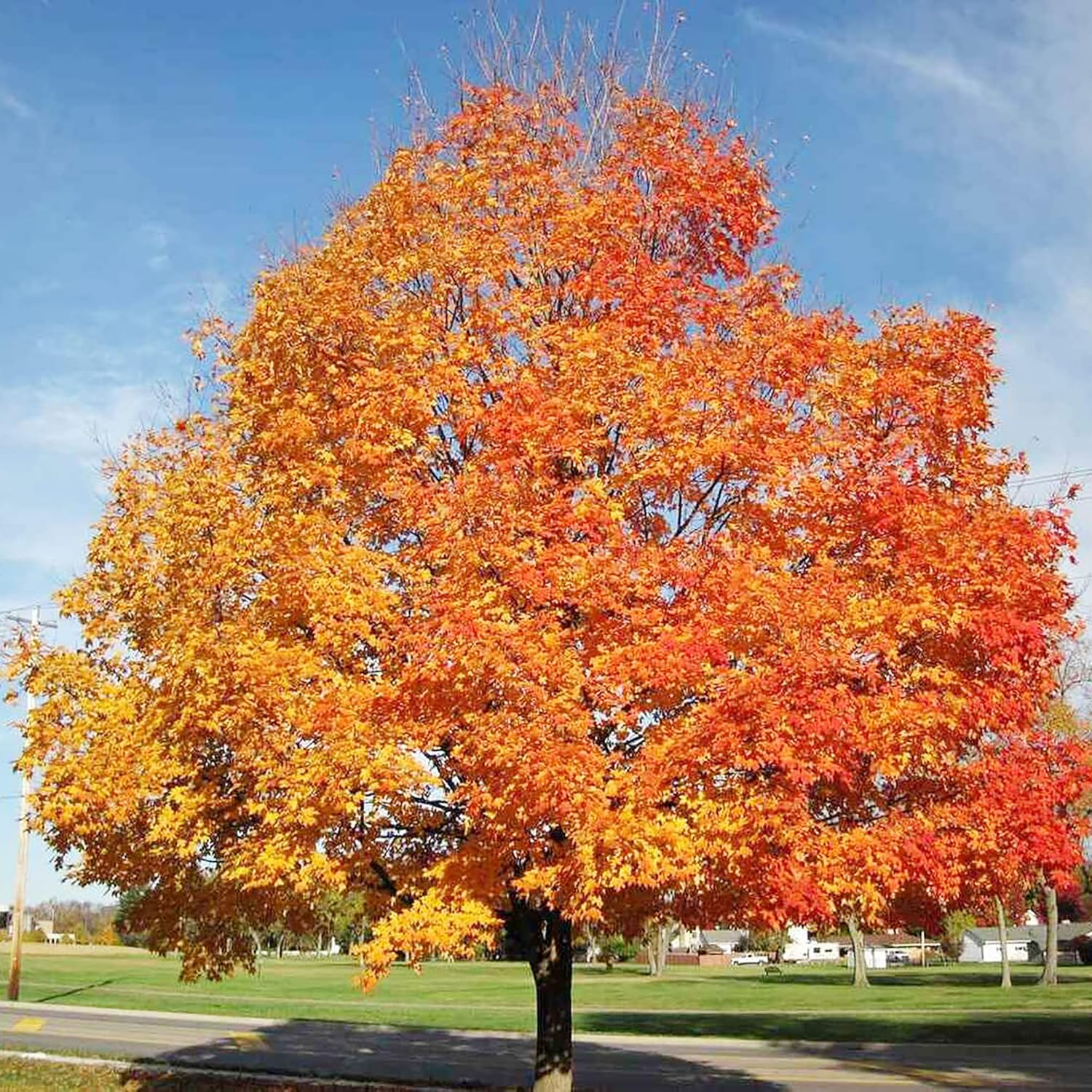 Amazon.com : YEGAOL Garden 20Pcs Sugar Maple Seeds Acer Saccharum Seeds ...