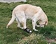Pet Splint for Dogs | Dog Bootie Style Foot Splint for Dogs with ...
