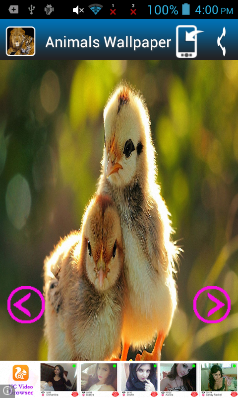 Wallpaper Of Animals - Application sur Amazon Appstore