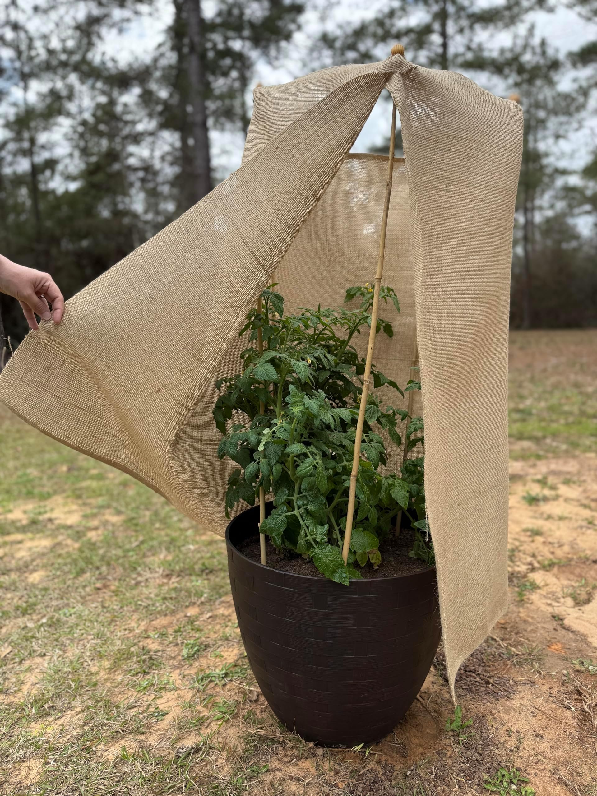 Amazon.com : Tomato Screen Plant Protector : Patio, Lawn & Garden