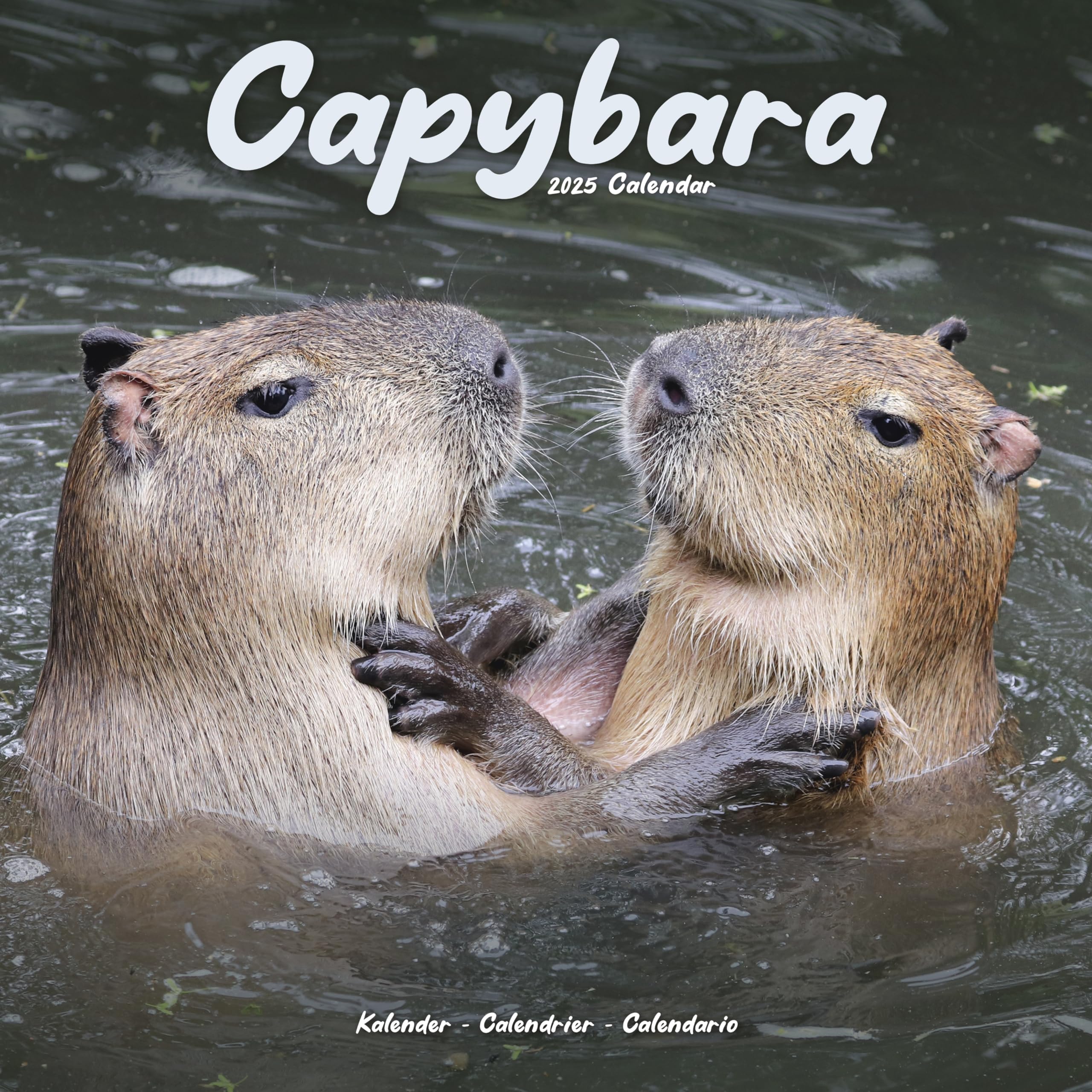 Amazon.com: Calendar 2024-2025, Cheeky Capybaras Wall Calendar, Monthly ...