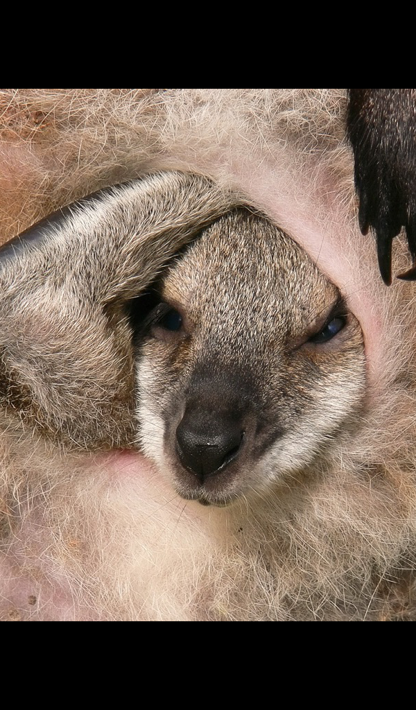 Aplicación Marsupial Wallpaper -- HD Wallpapers of Marsupials! en ...