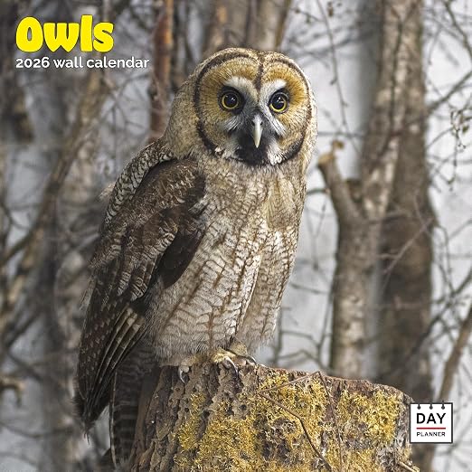 Dayplanner Publishing Owls Calendar 2026, Large Square Wall Calendar ...