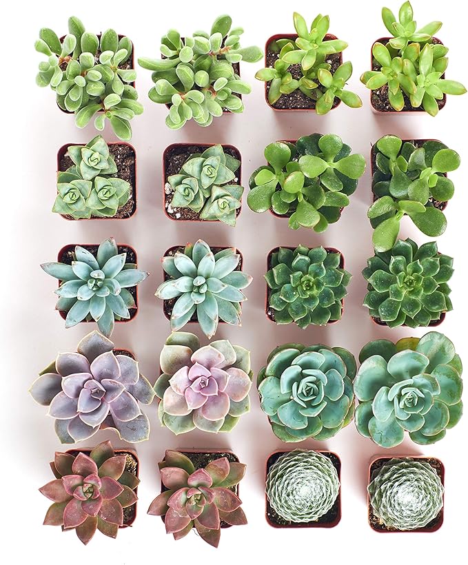 Amazon.com: Shop Succulents Assorted Collection Variety Set of Hand ...