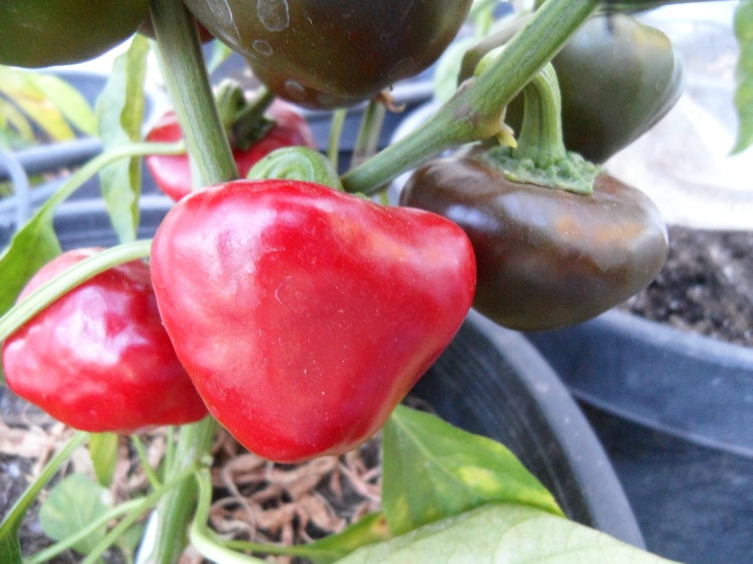 Amazon.com: Nora Pepper 10+ Seeds : Grocery & Gourmet Food