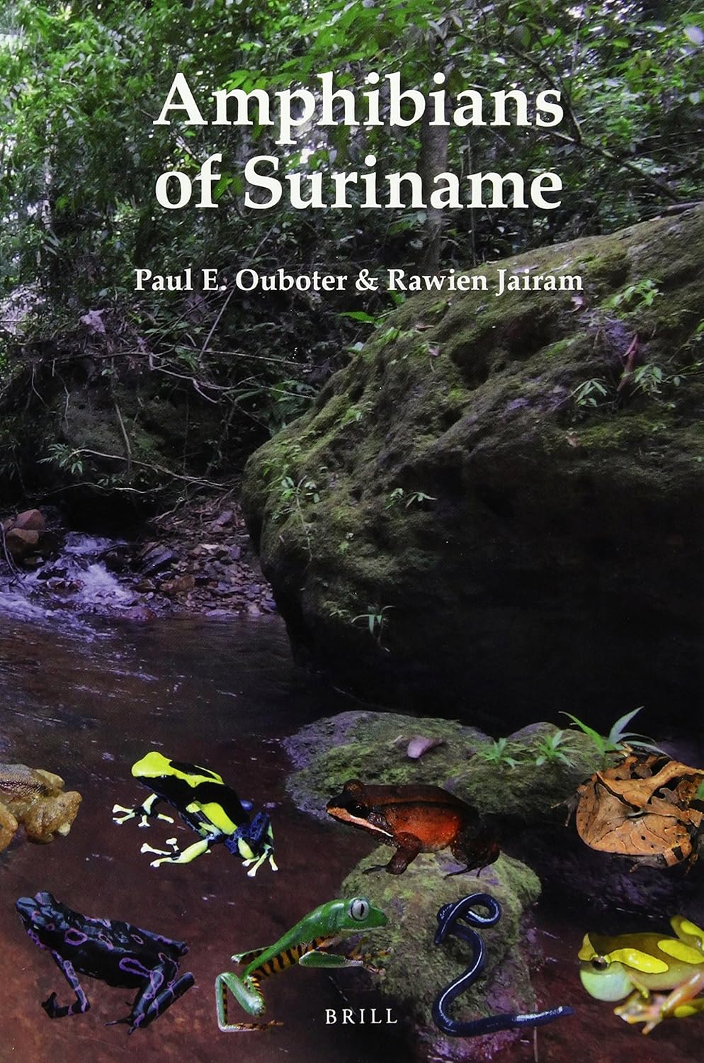 Amazon.com: Amphibians of Suriname (Fauna of Suriname, 1 ...