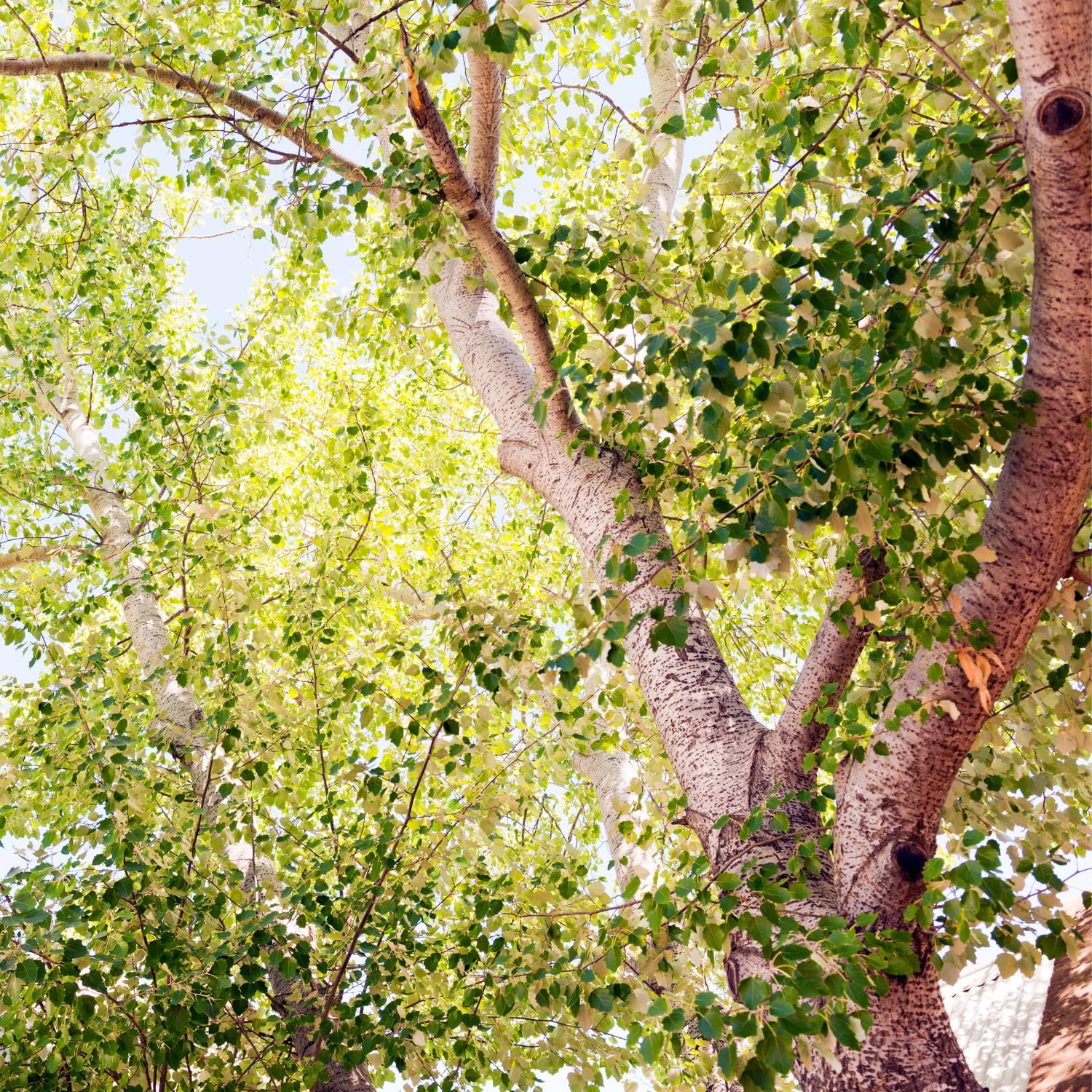 Amazon.com : River Birch Tree, Birch Tree Live, Birch Tree Live Plant ...