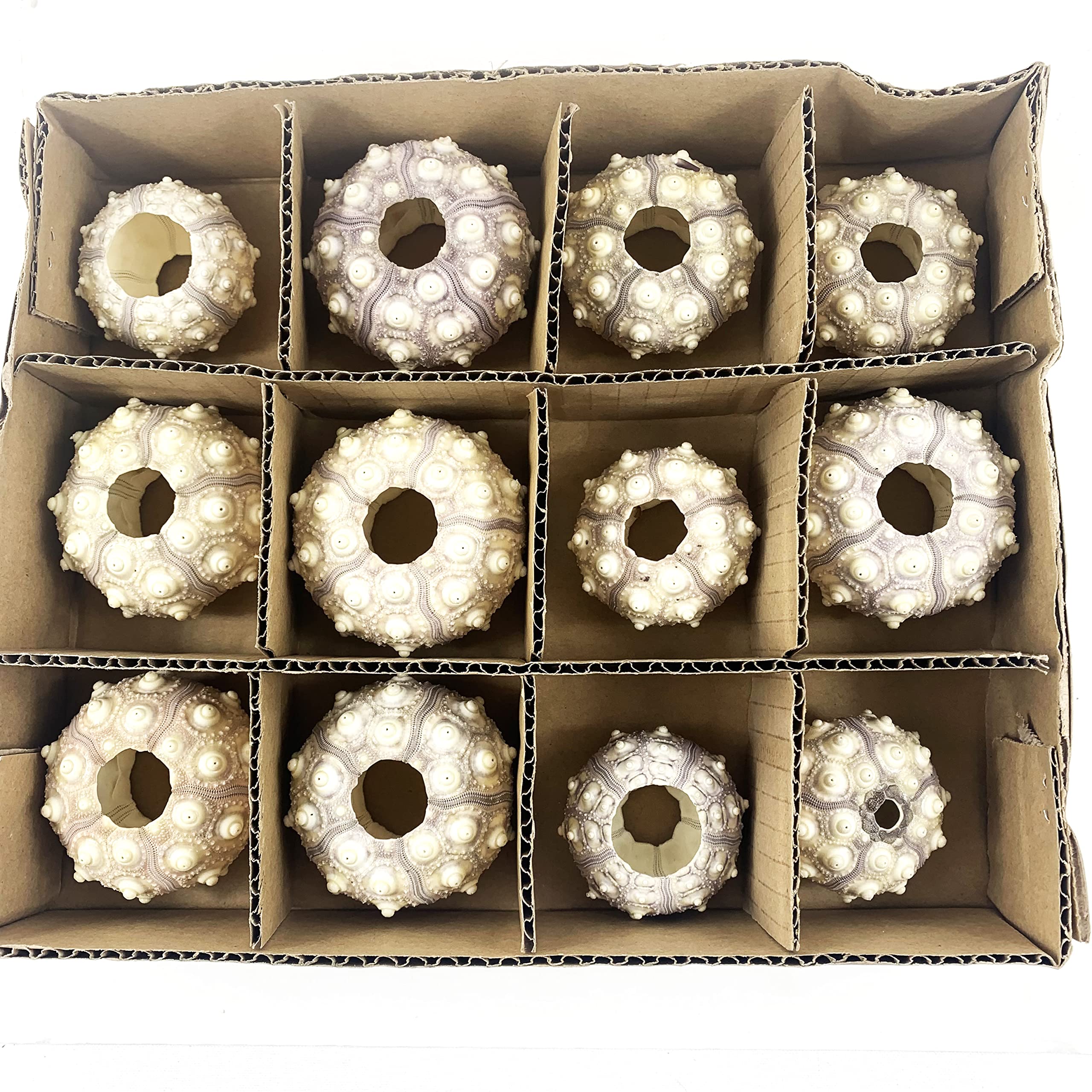 Amazon.com : Heyiwell 12PC Sputnik Sea Urchin Seashells Plant Pot ...