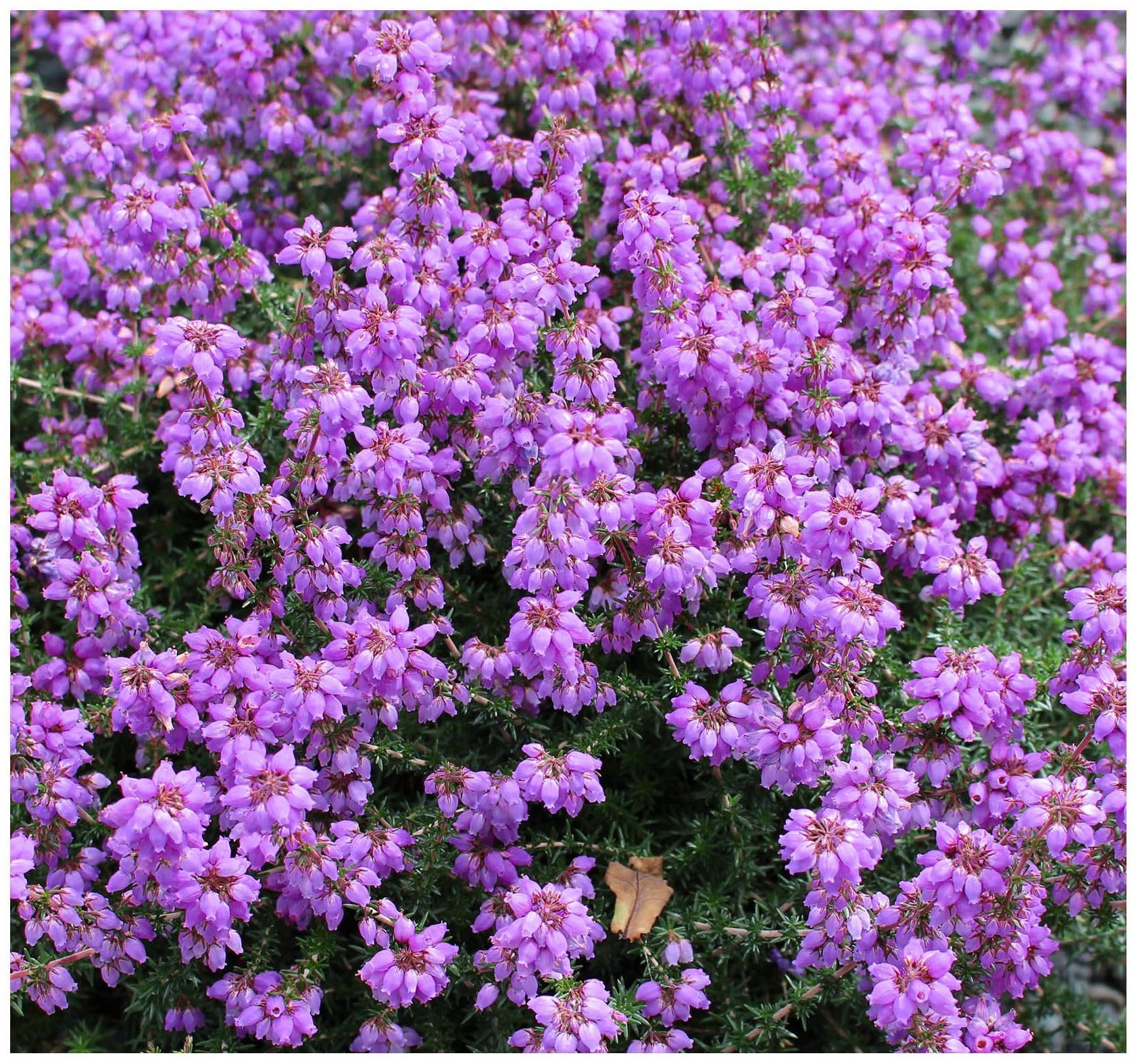 [x4] Bell Heather Erica Cinerea 'My Love' | Multi-Pack | Evergreen ...