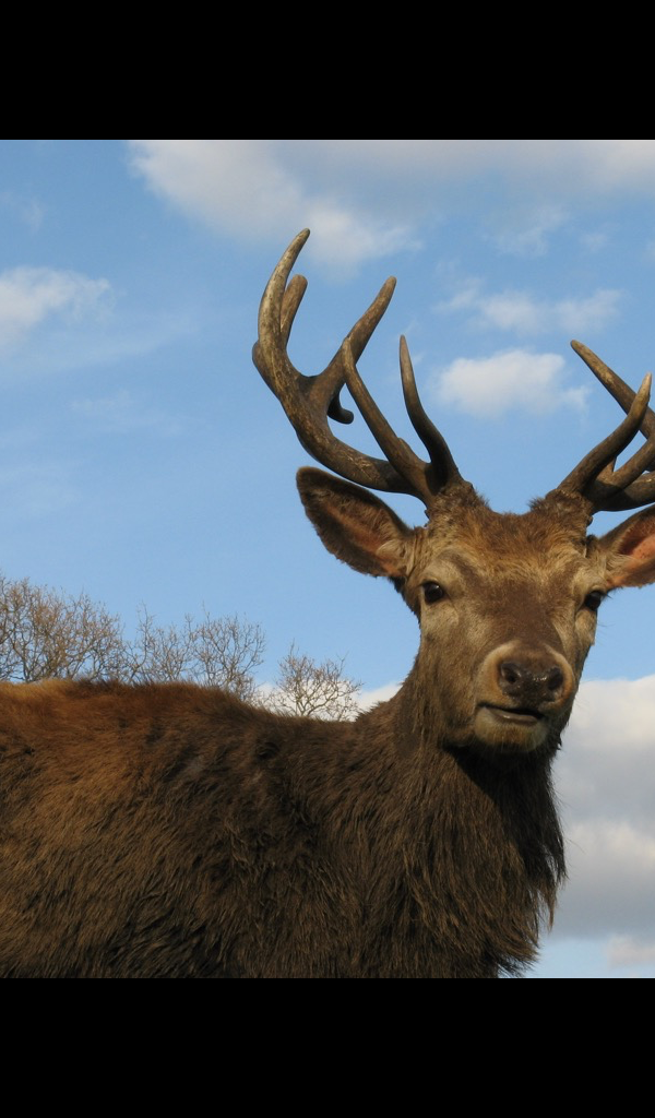 deer antler Wallpaper -- HD Wallpapers of deer antlers! - App on the ...