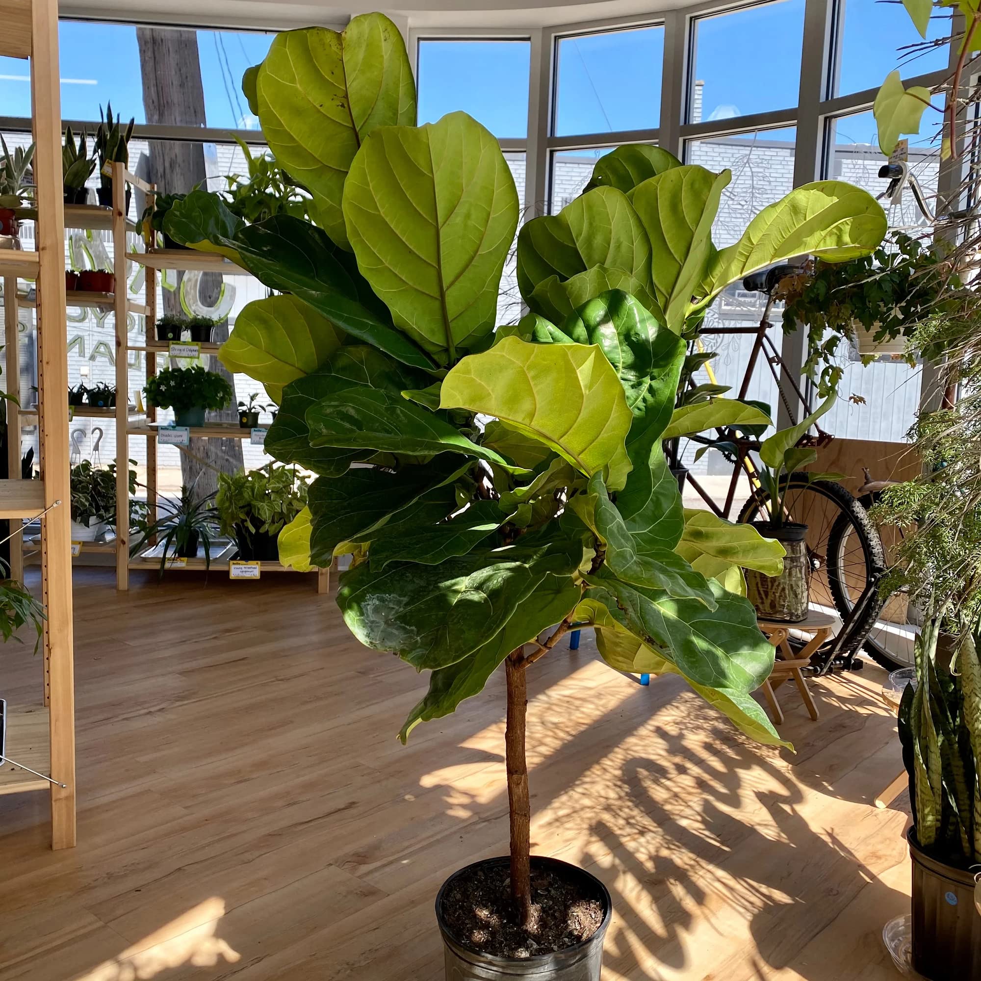 Amazon.com : CHUXAY GARDEN Ficus Lyrata Seed,Fiddle-Leaf Fig 200 Seeds ...