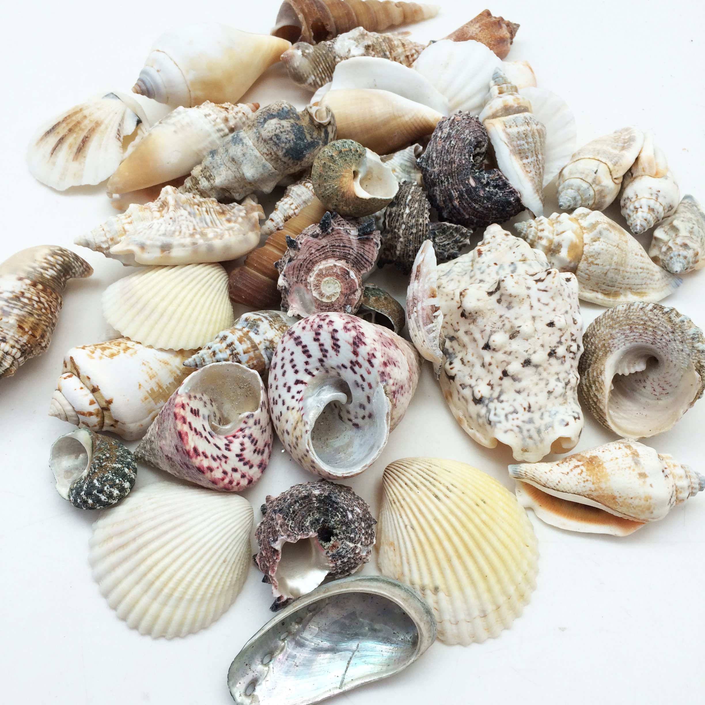 Amazon.com: PEPPERLONELY Large Special Philipine Mix Sea Shells, 16 OZ ...