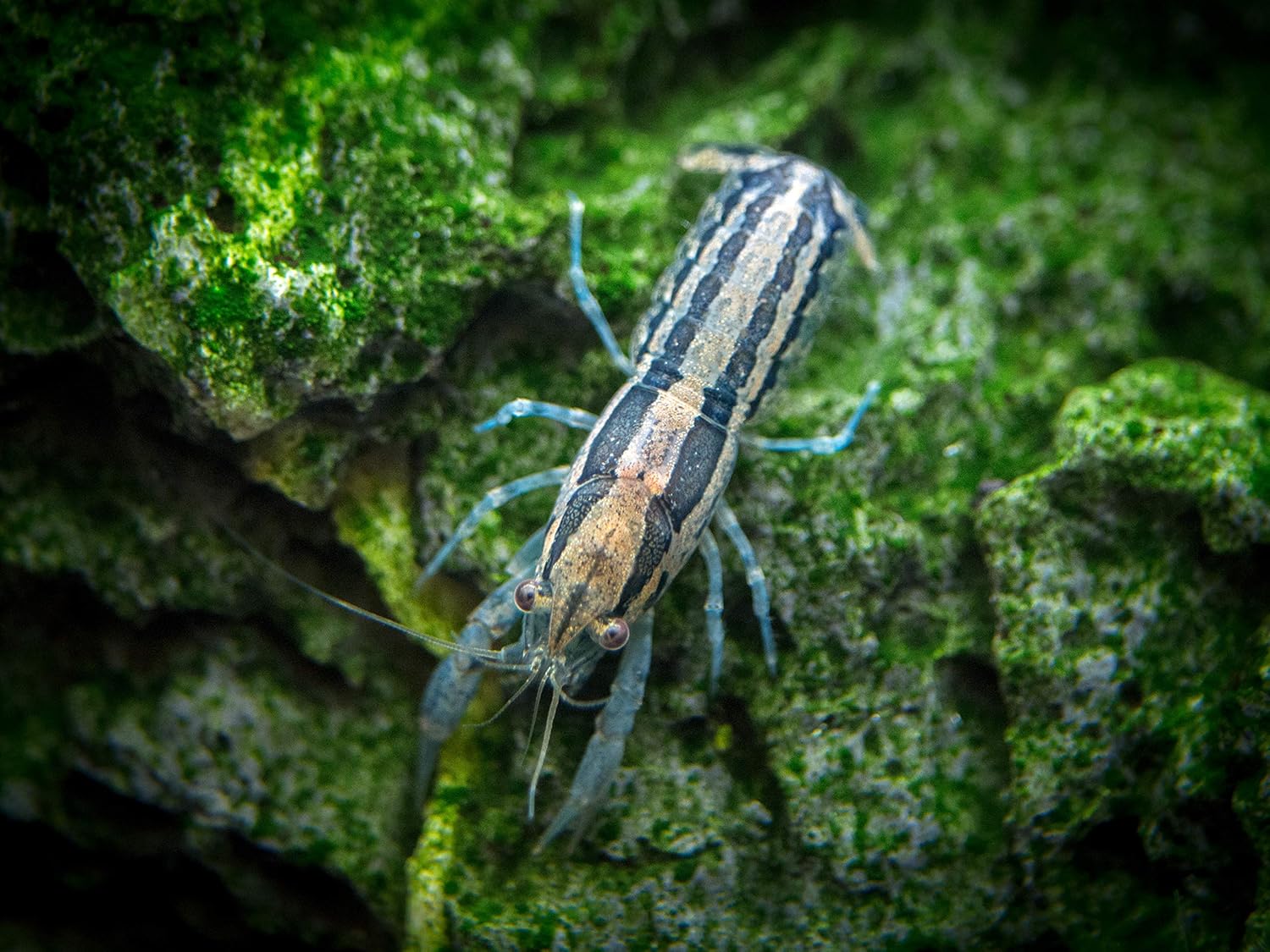 Amazon.com: Aquatic Arts - 1 Male Blue Brazos Crayfish - Live ...