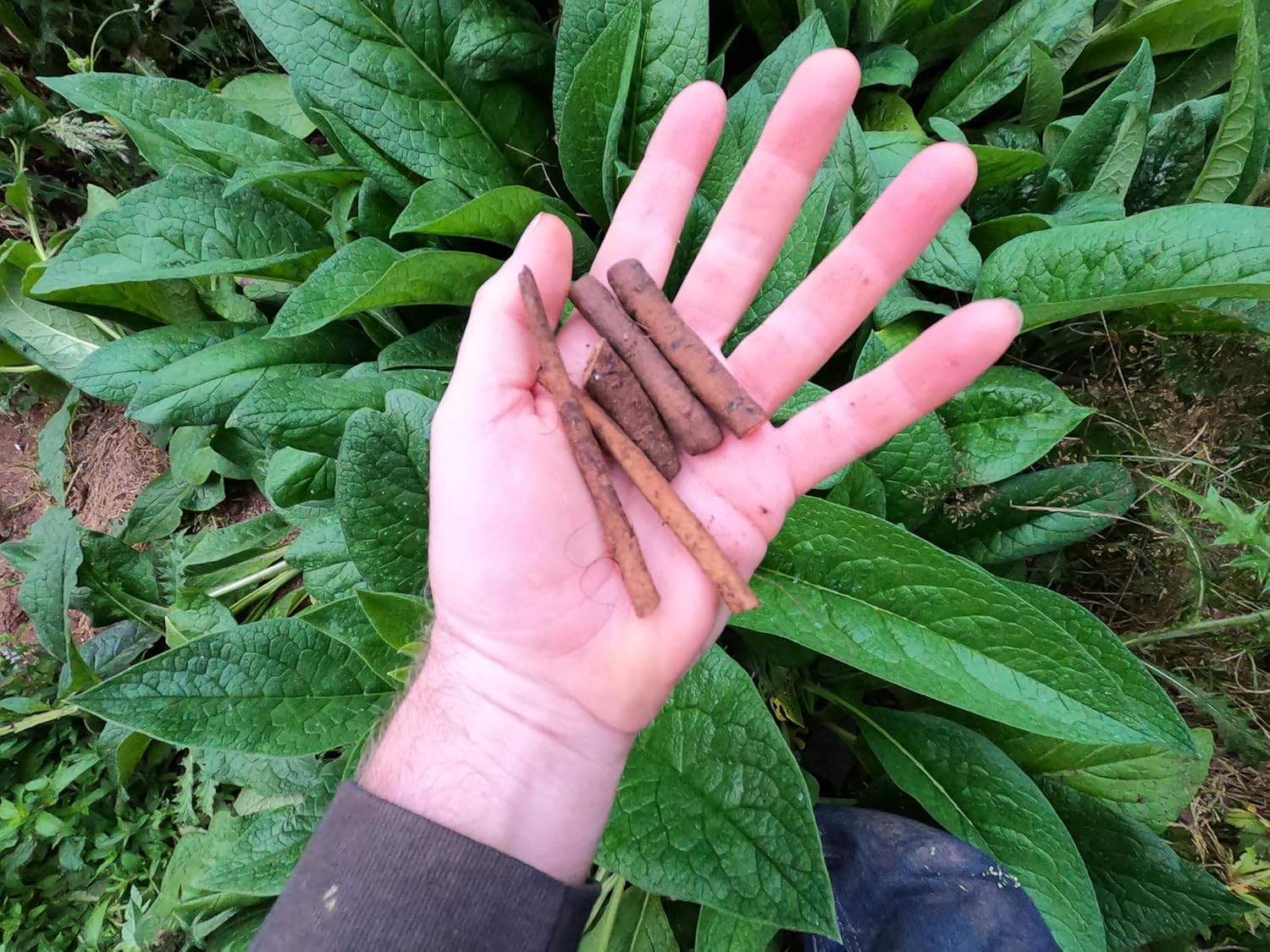 Amazon.com : Comfrey - Root Cuttings (Symphytum × uplandicum) - Bocking ...