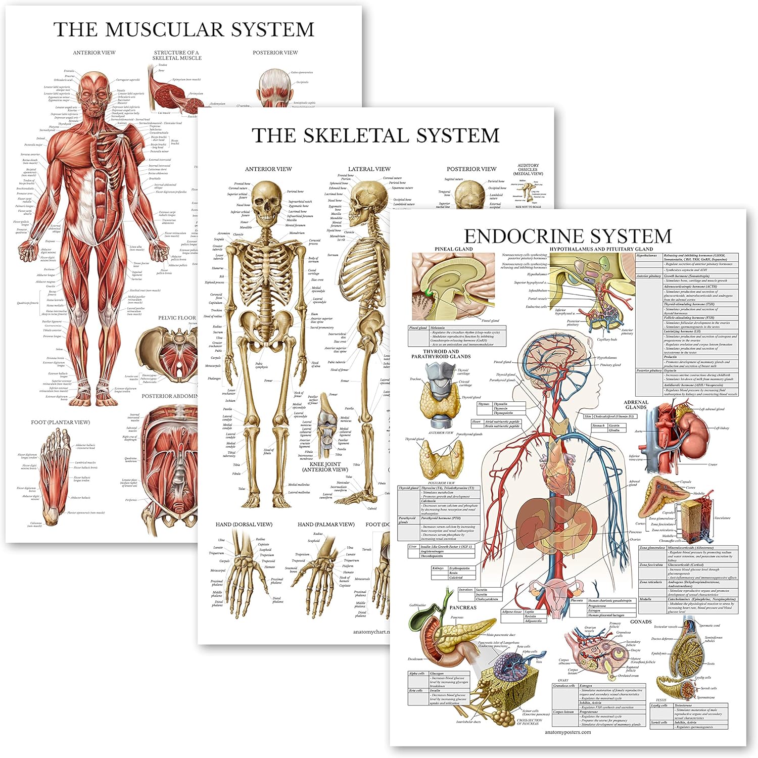 3 Pack - Muscle + Skeleton + Endocrine System Anatomy Poster Set ...