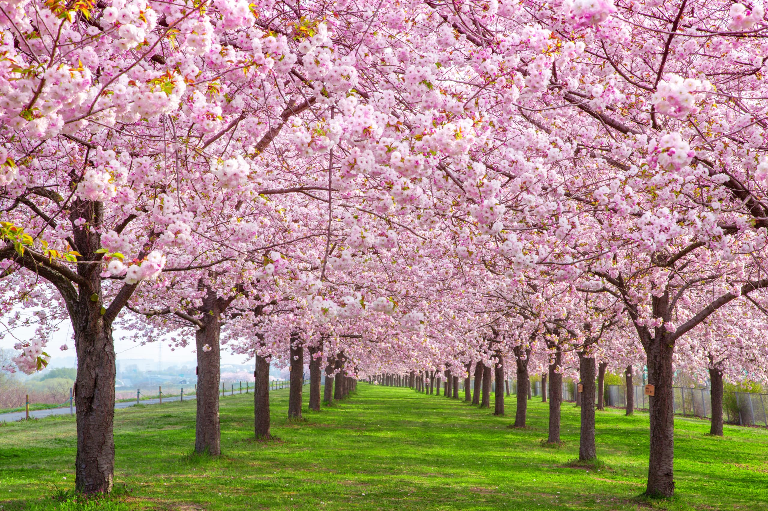 Japanese Flower Garden Desktop Backgrounds Spring Spring Pink Cherry