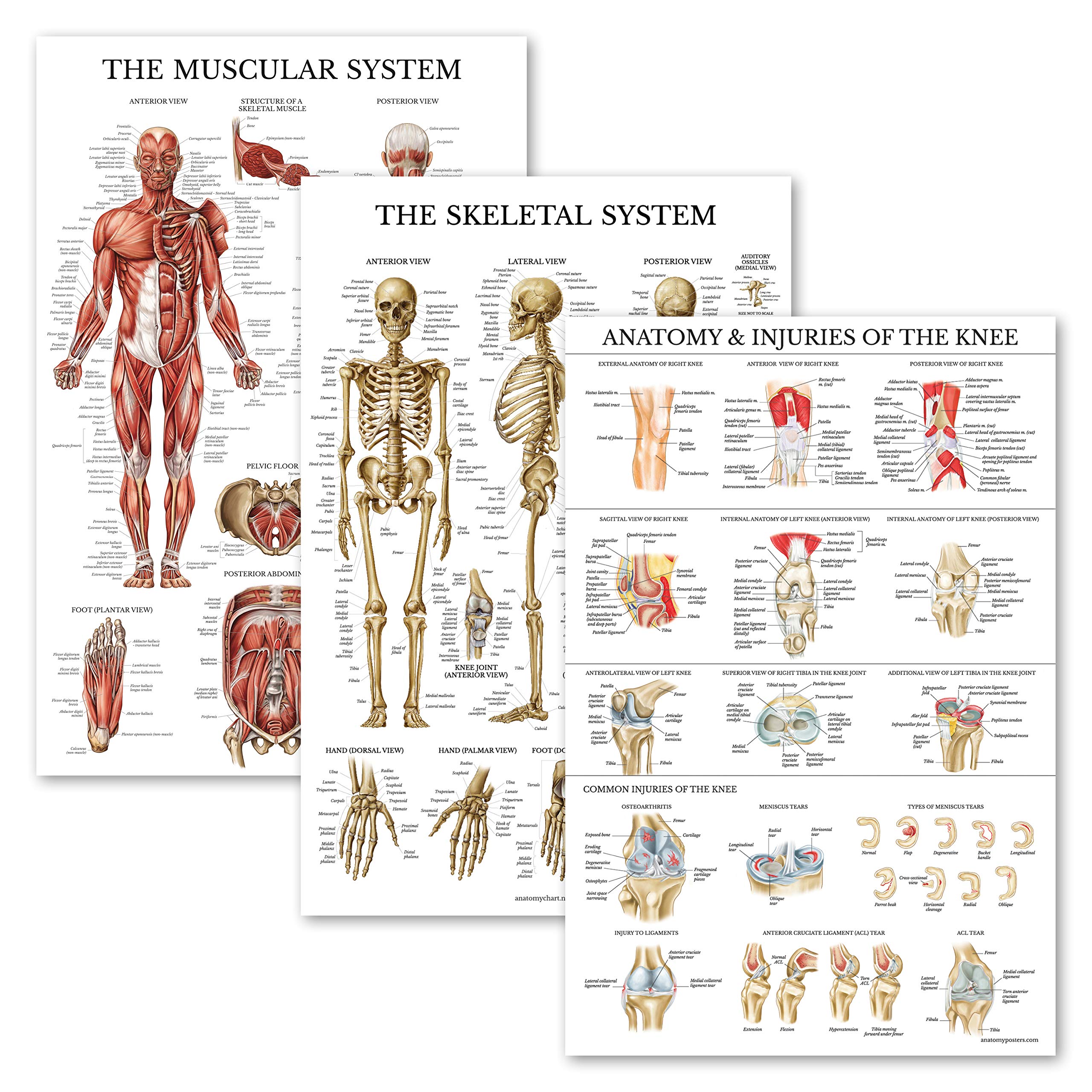 Buy 3 Pack - Muscle + Skeleton + Anatomy & Injuries of The Knee Set ...