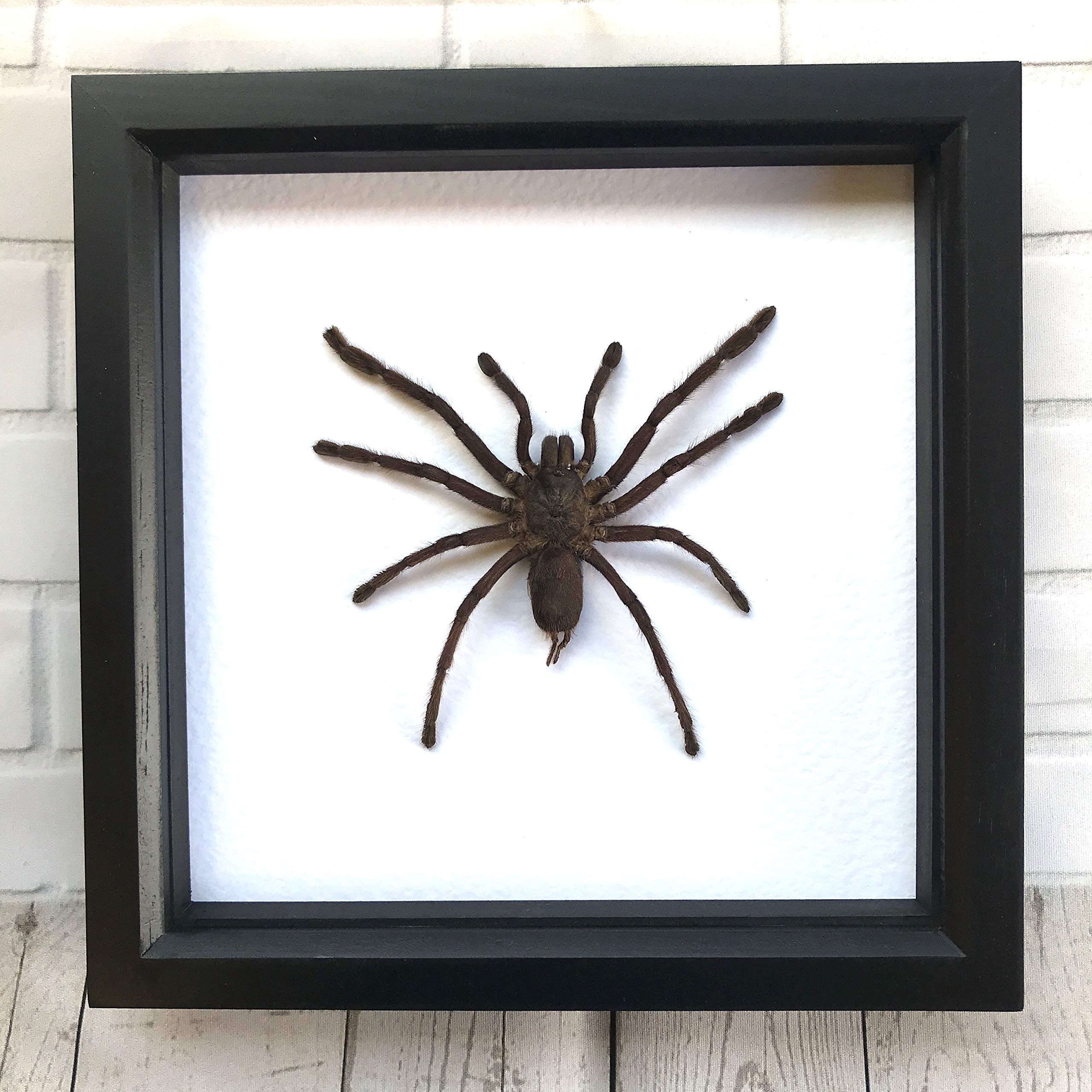 Giant Spider Eating Human Full List Of Areas Fish Eating Spiders As